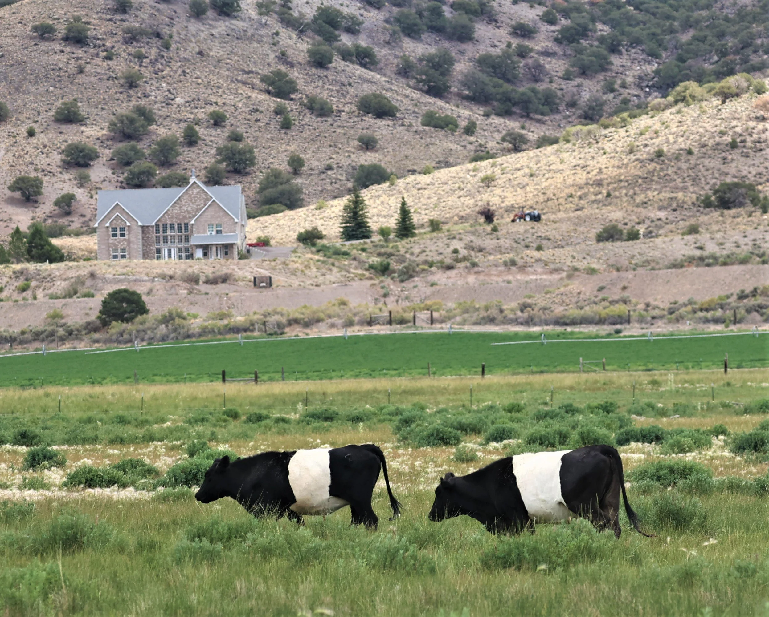 Bos taurus Domestic Cattle — Coke Smith Wildlife