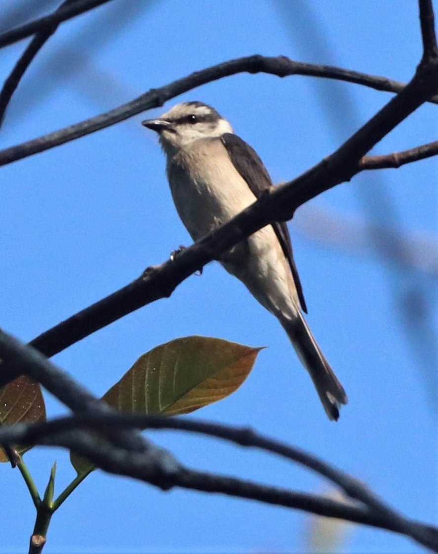 Swinhoe's (Brown-rumped) Minivet (Pericrocotus cantonensis) Krung Ching ...