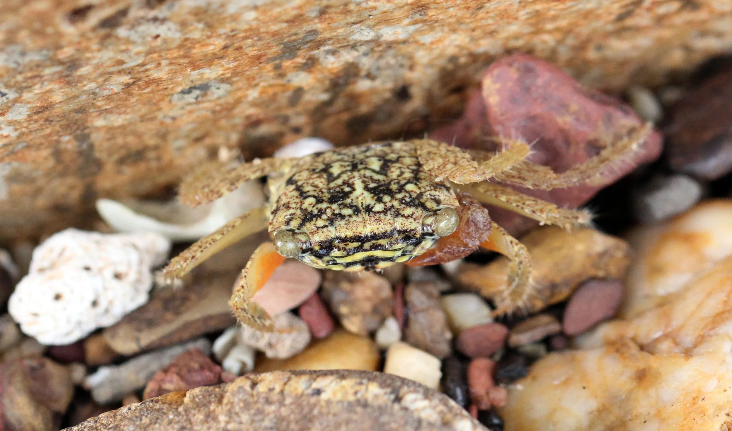 Subphylum Crustacea - Crabs, Shrimp, Barnacles — Coke Smith Wildlife