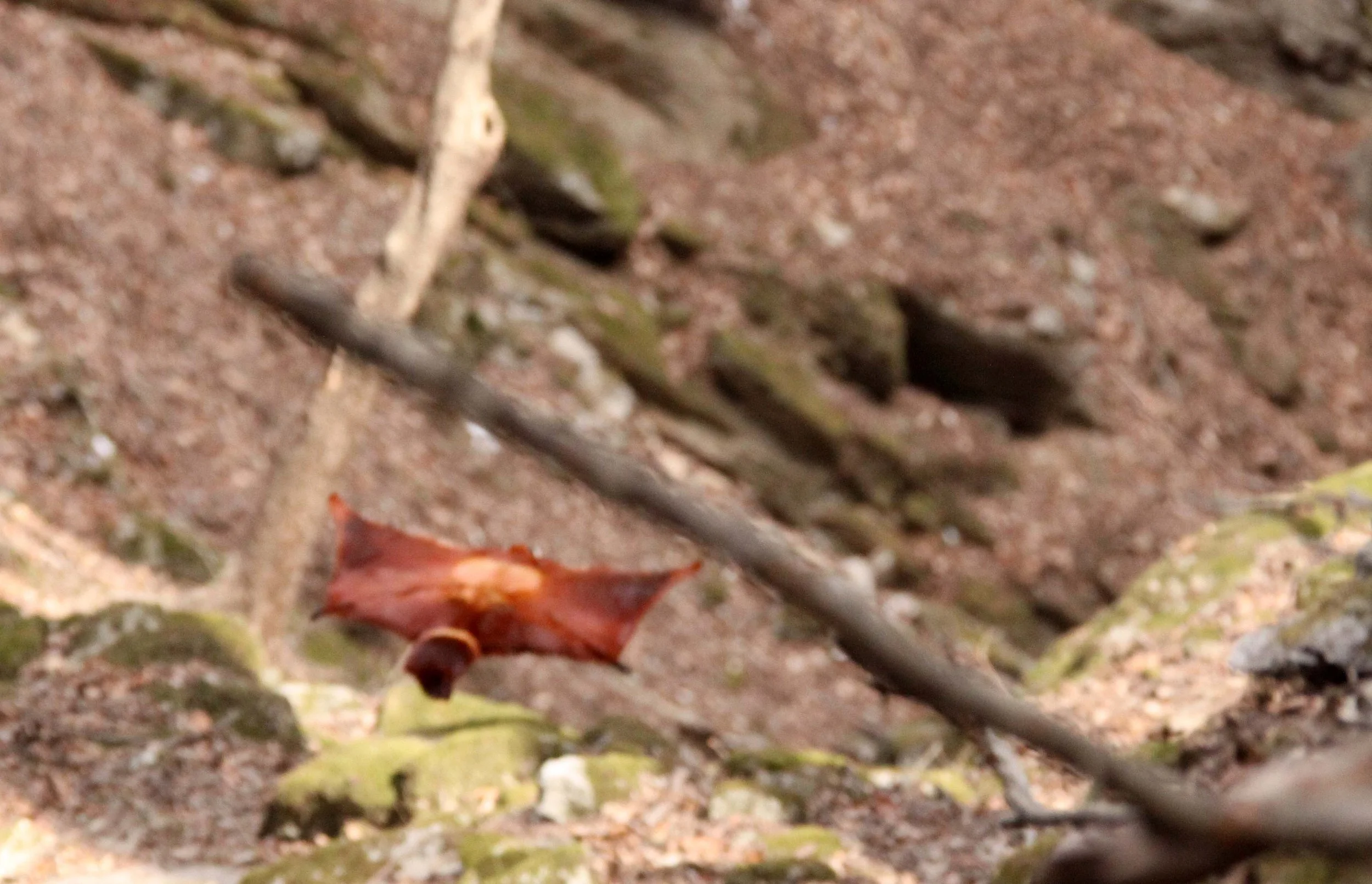 Petaurista alborufus - Red & White Giant Flying Squirrel — Coke Smith ...