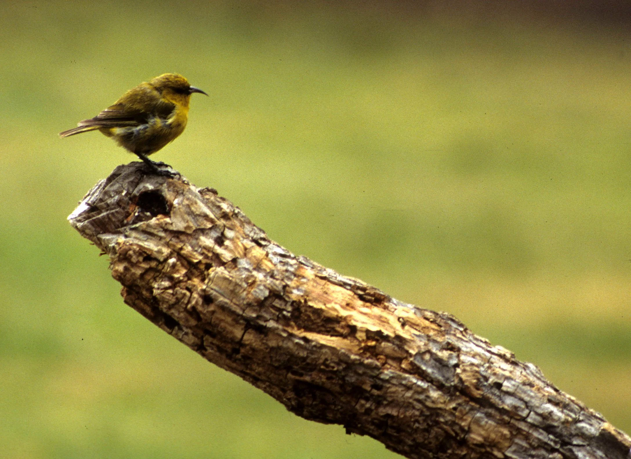 Hawaiian Honeycreepers — Coke Smith Wildlife