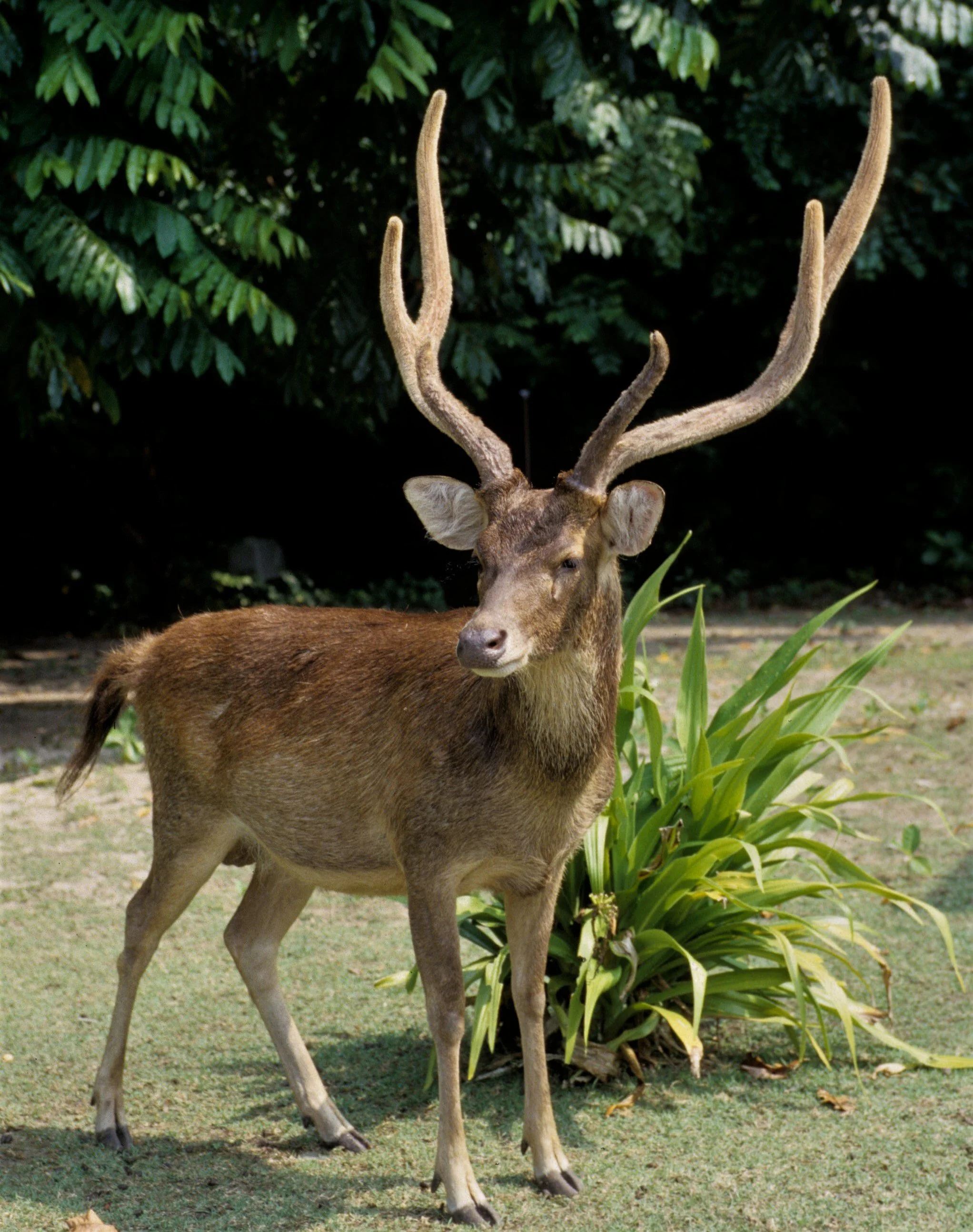 Genus Rusa — Coke Smith Wildlife