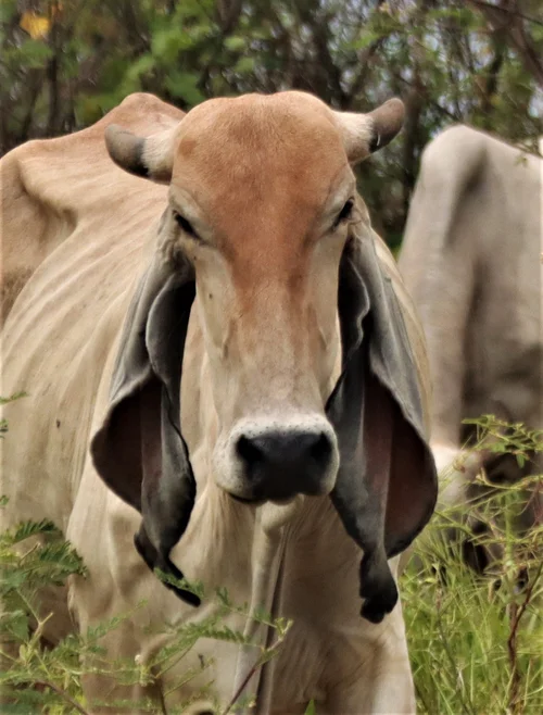 Bos taurus Domestic Cattle — Coke Smith Wildlife
