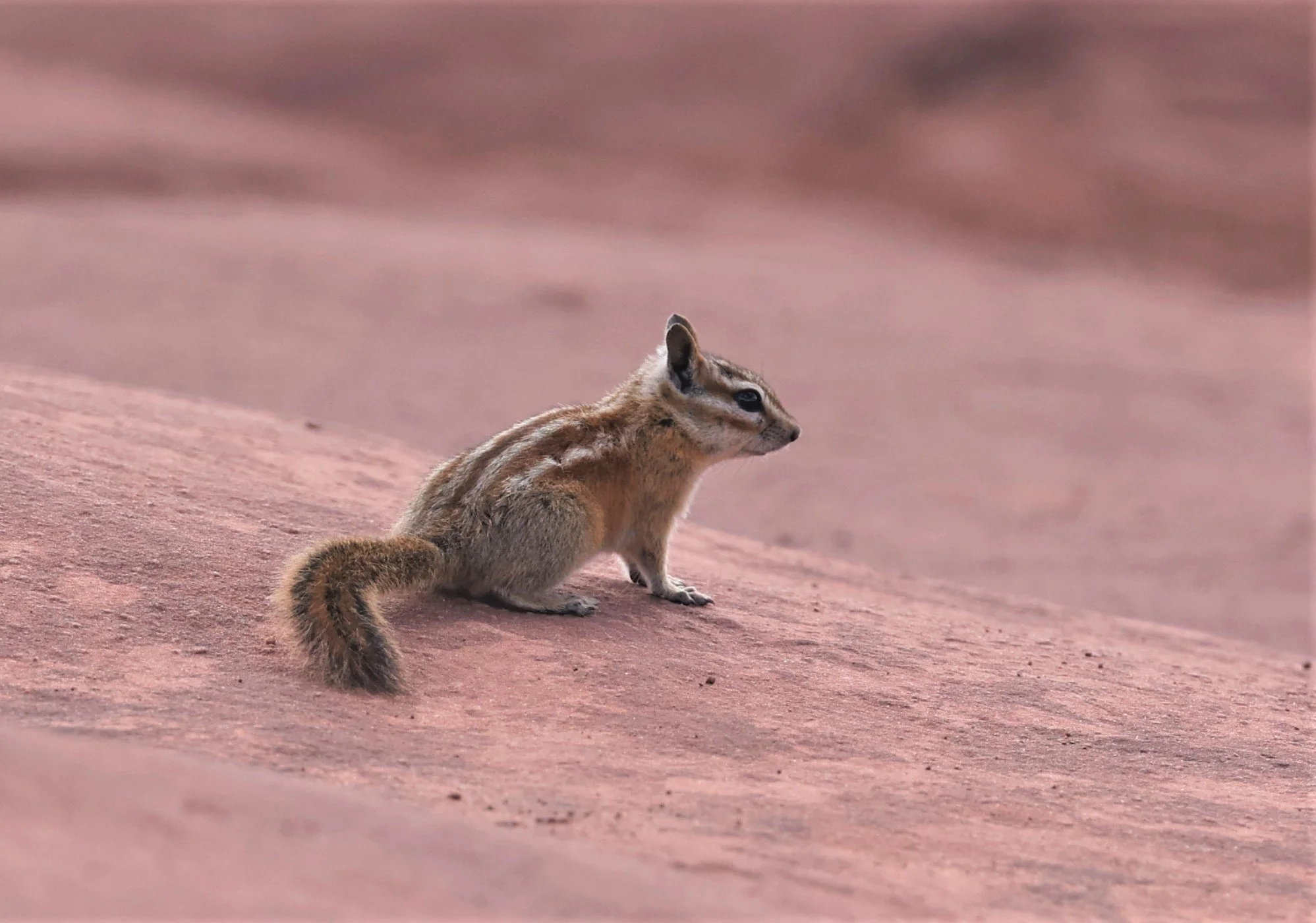 Genus Neotamias Western Chipmunks — Coke Smith Wildlife
