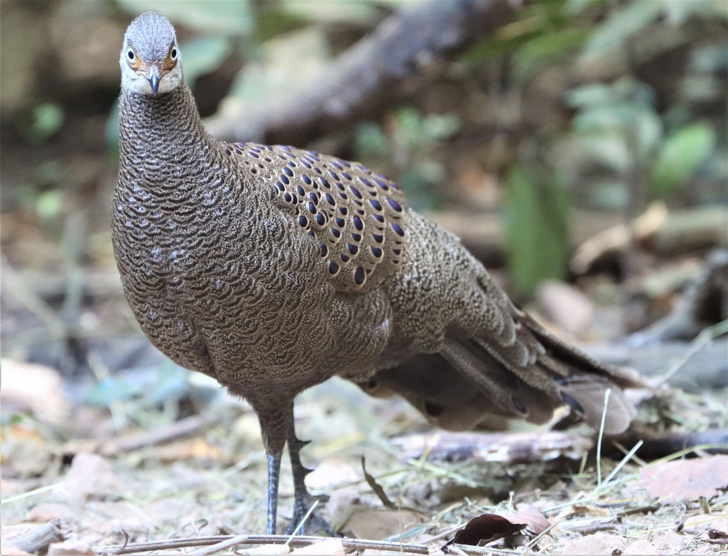 Gray Peacock-pheasant (Polyplectron bicalcaratum) — Coke Smith Wildlife