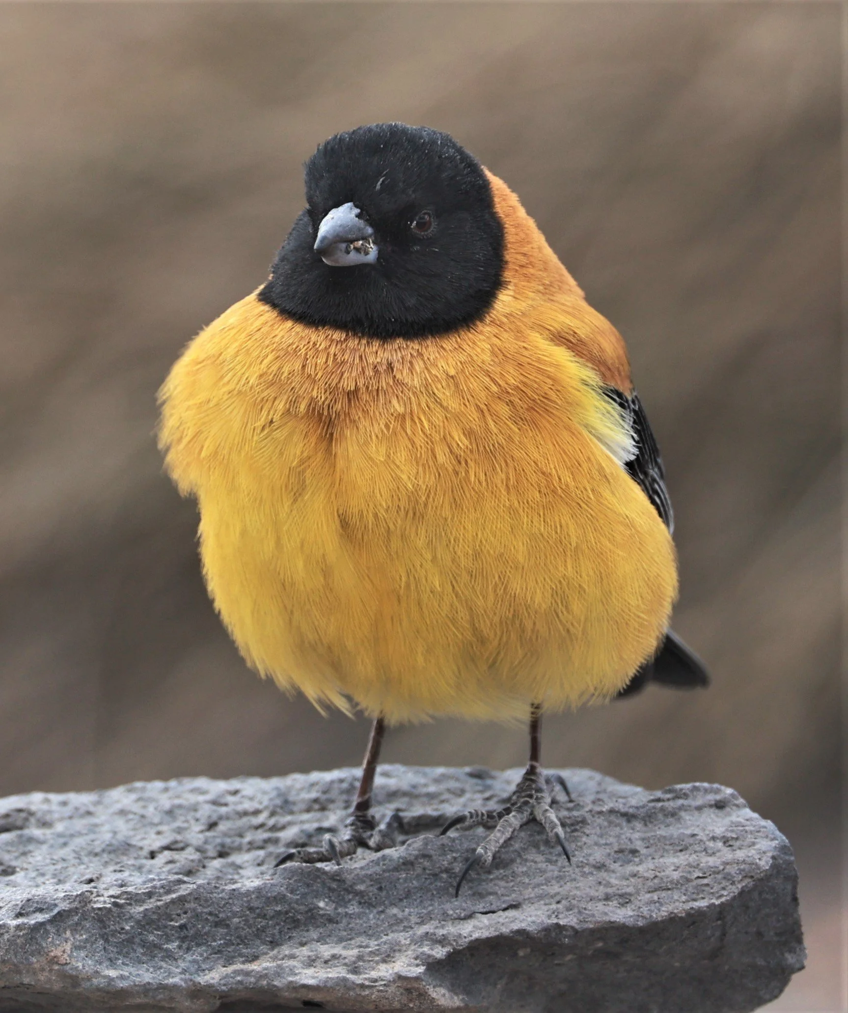 Black-hooded Sierra-Finch (Phrygilus atriceps) Lauca National Park ...