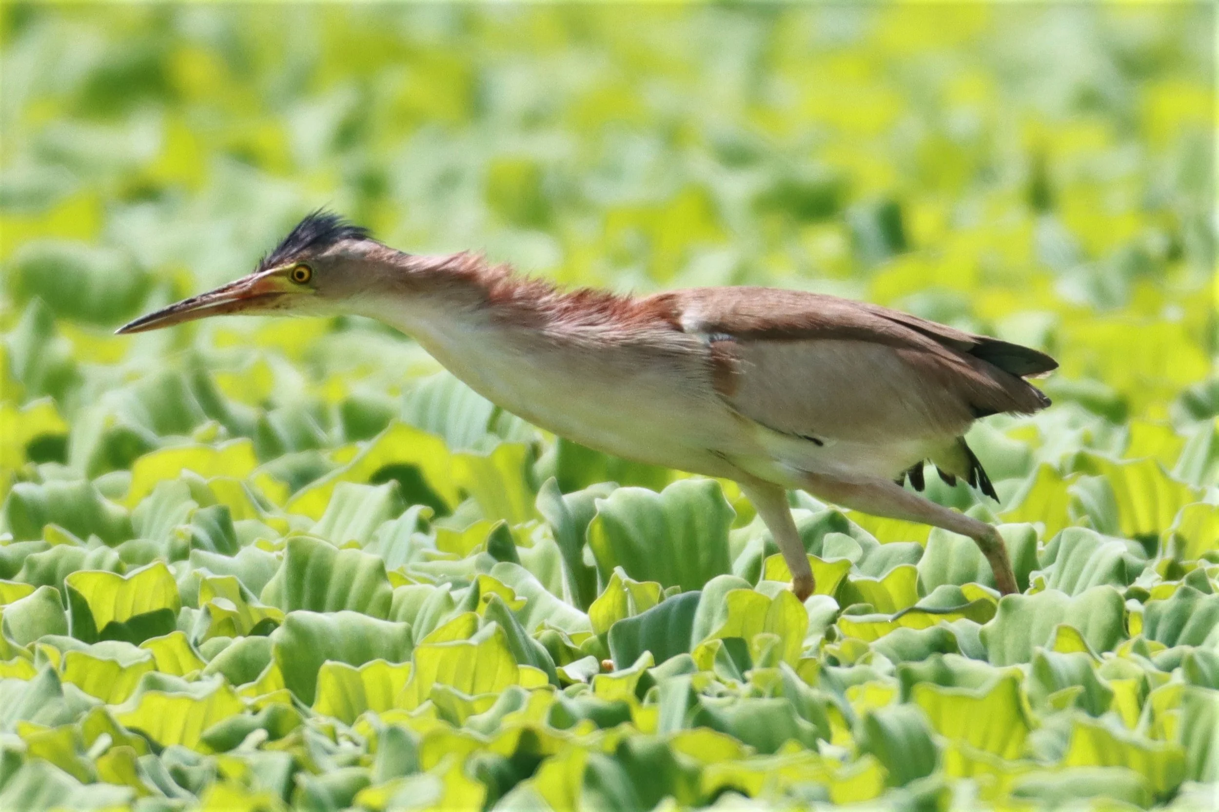 Yellow Bittern (Ixobrychus sinensis) Thailand — Coke Smith Wildlife