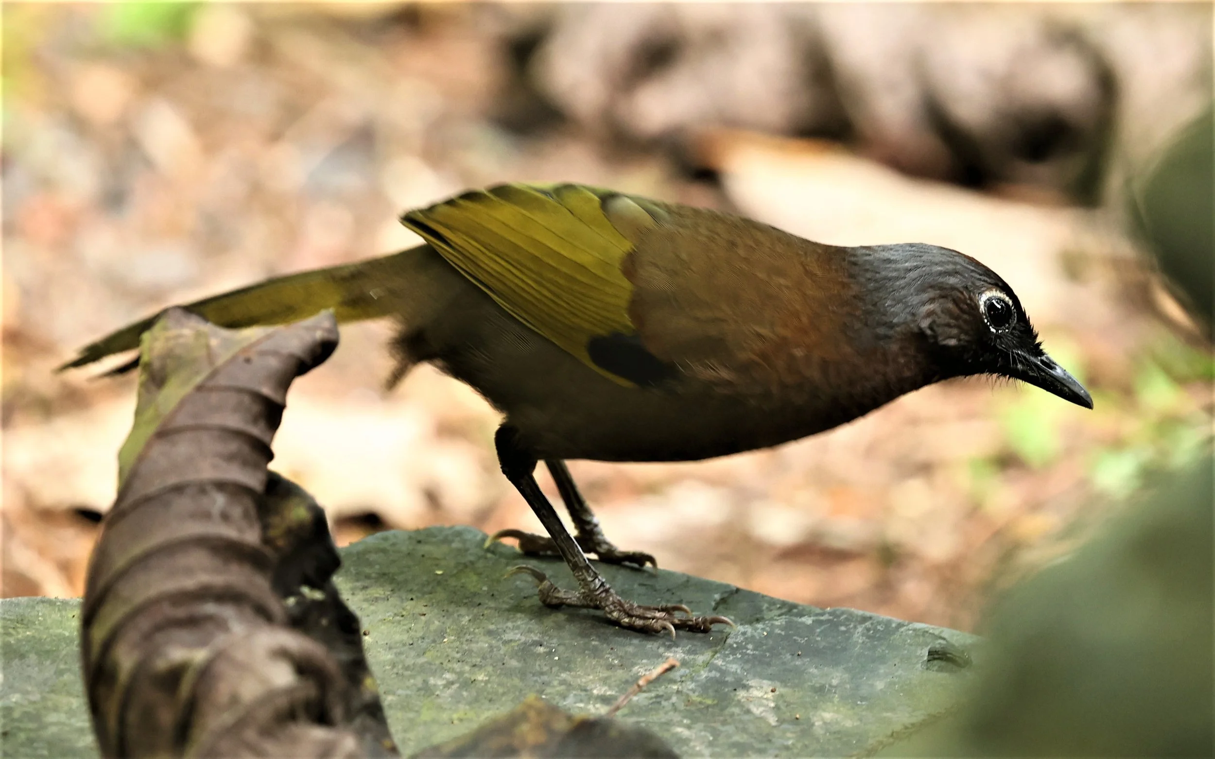 Malayan Laughingthrush (Trochalopteron peninsulae) Malaysia — Coke ...