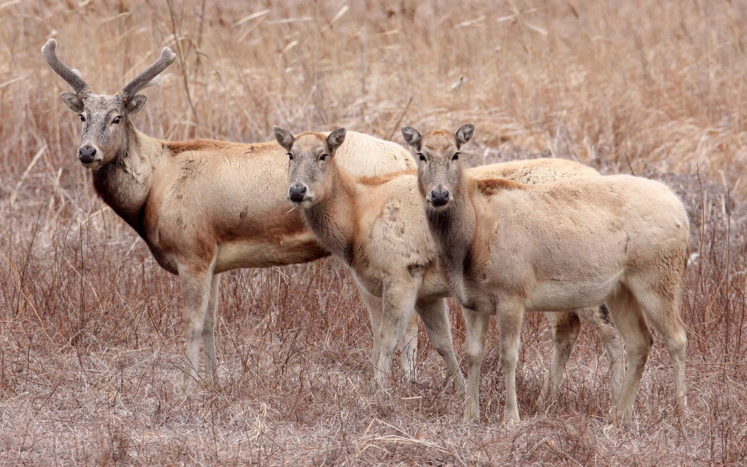 Pere David’s Deer (Elaphurus davidianus) — Coke Smith Wildlife