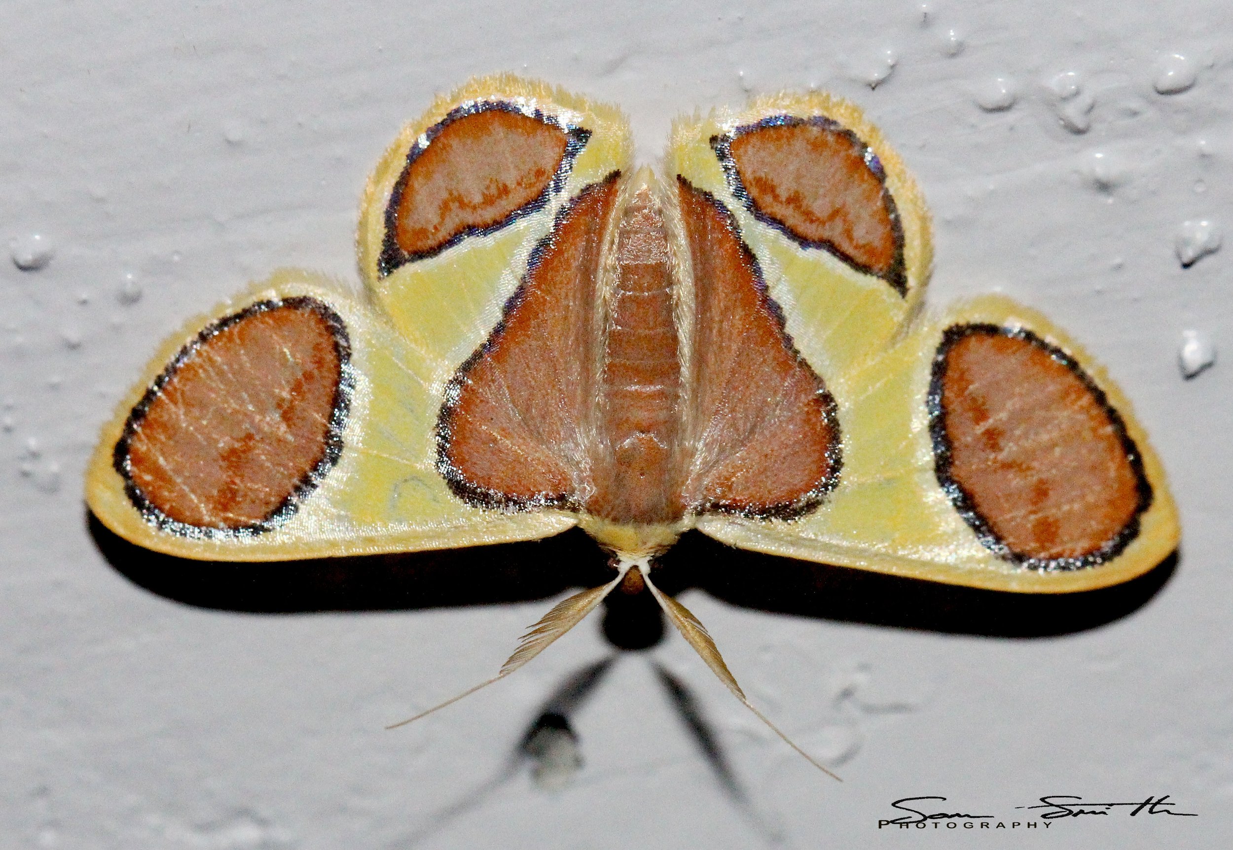 Family Geometridae - Geometer Moths — Coke Smith Wildlife