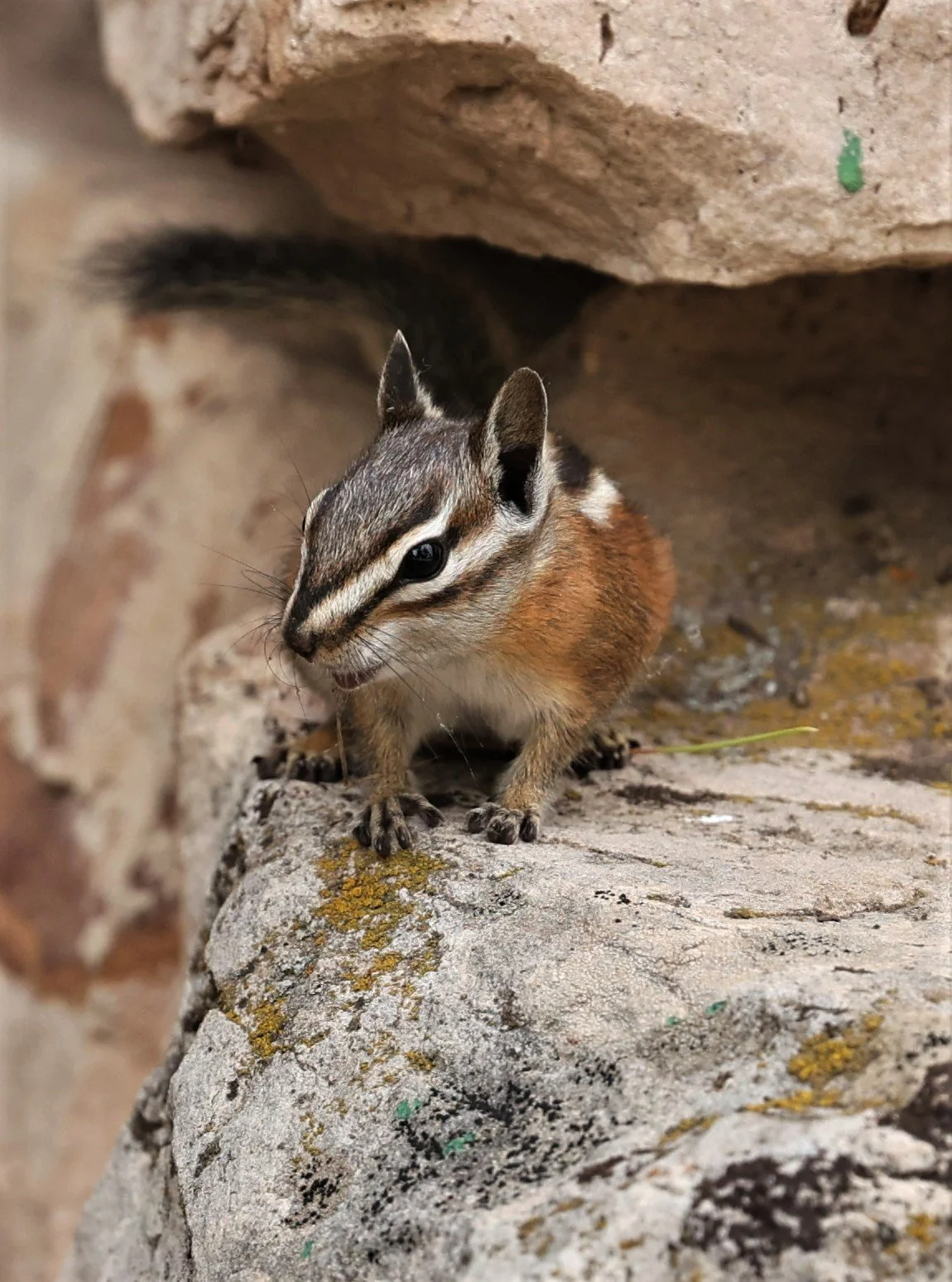 Genus Neotamias Western Chipmunks — Coke Smith Wildlife