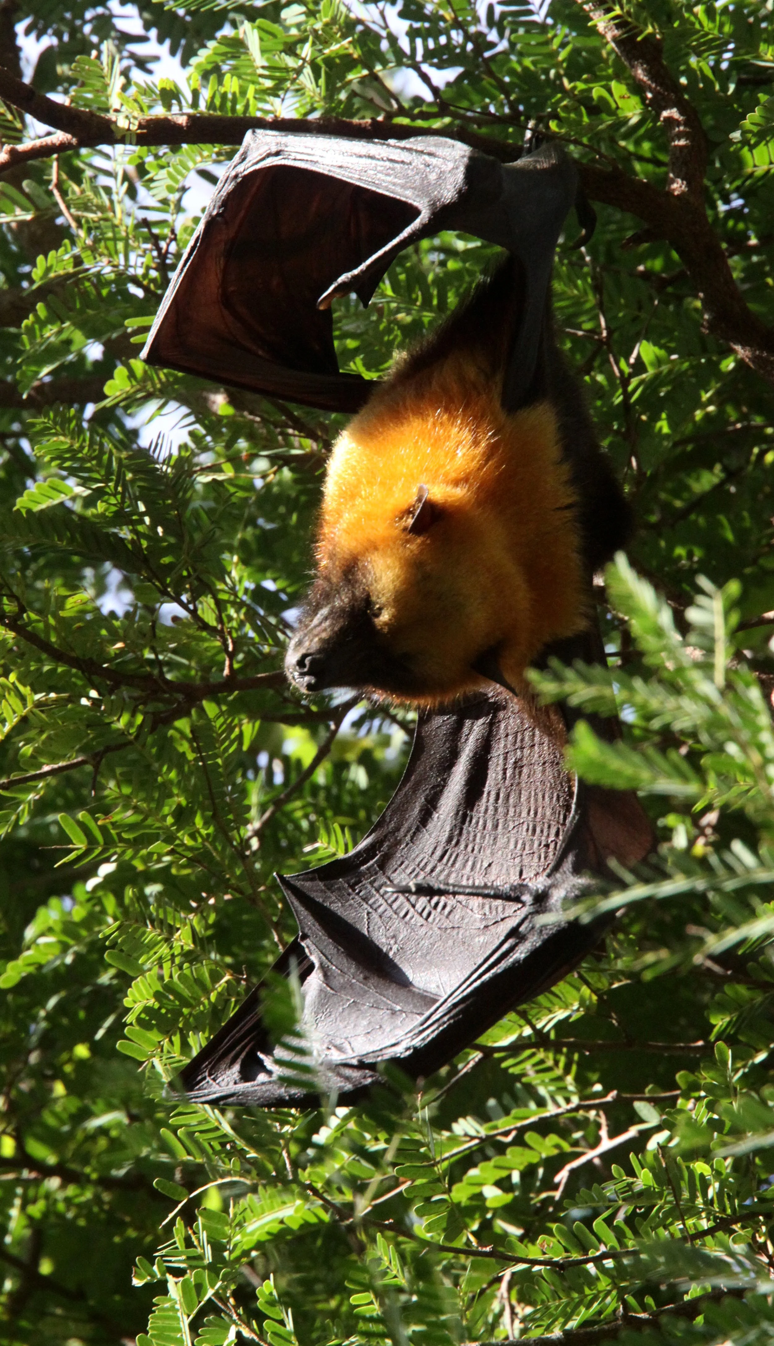 Pteropus rufus - Madagascar Flying Fox — Coke Smith Wildlife