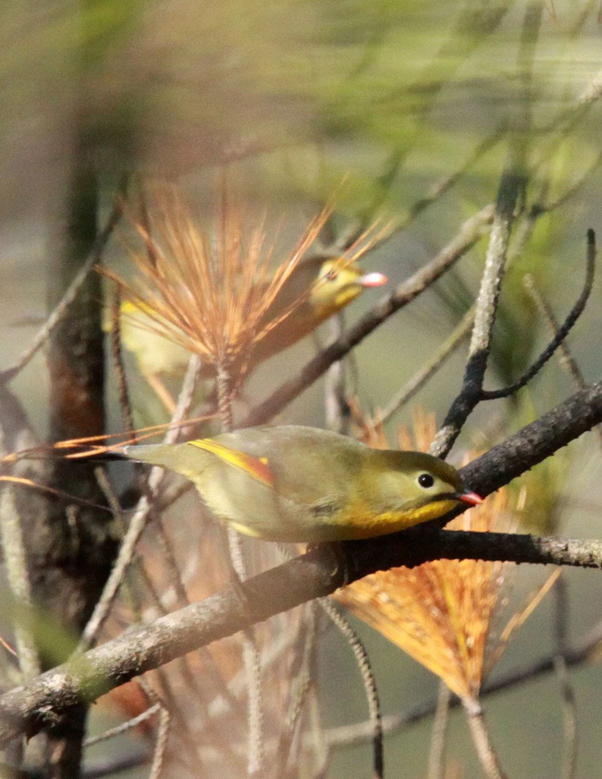 Red-billed Leiothrix (Leiothrix lutea) China — Coke Smith Wildlife