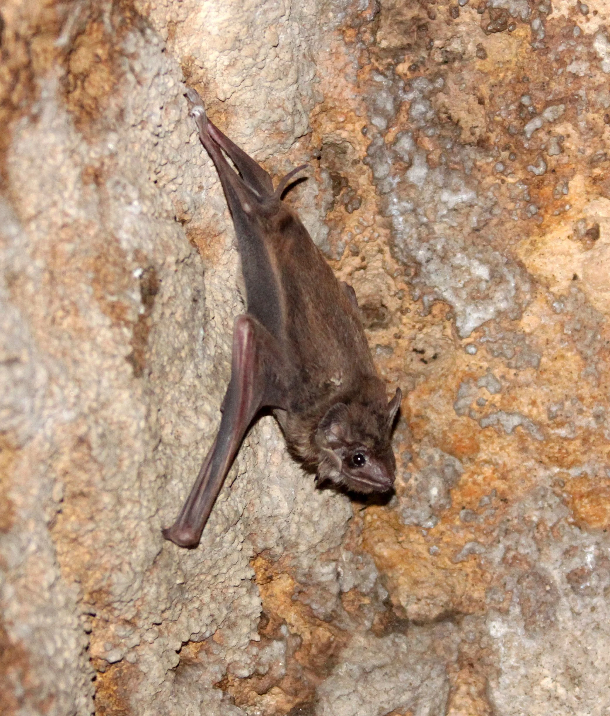 Genus Taphozous - Tomb Bats — Coke Smith Wildlife
