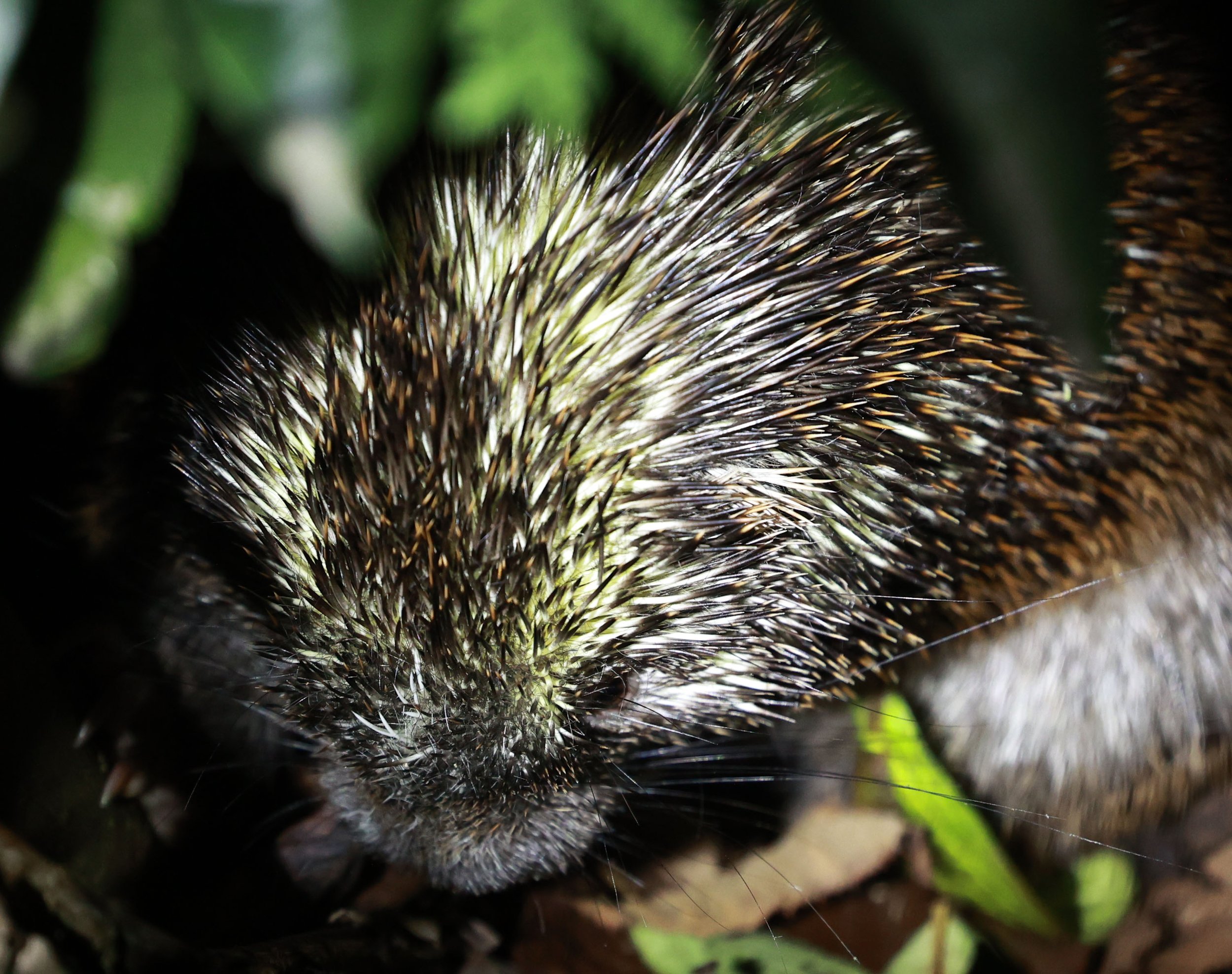 Genus Coendou. South American Porcupines — Coke Smith Wildlife