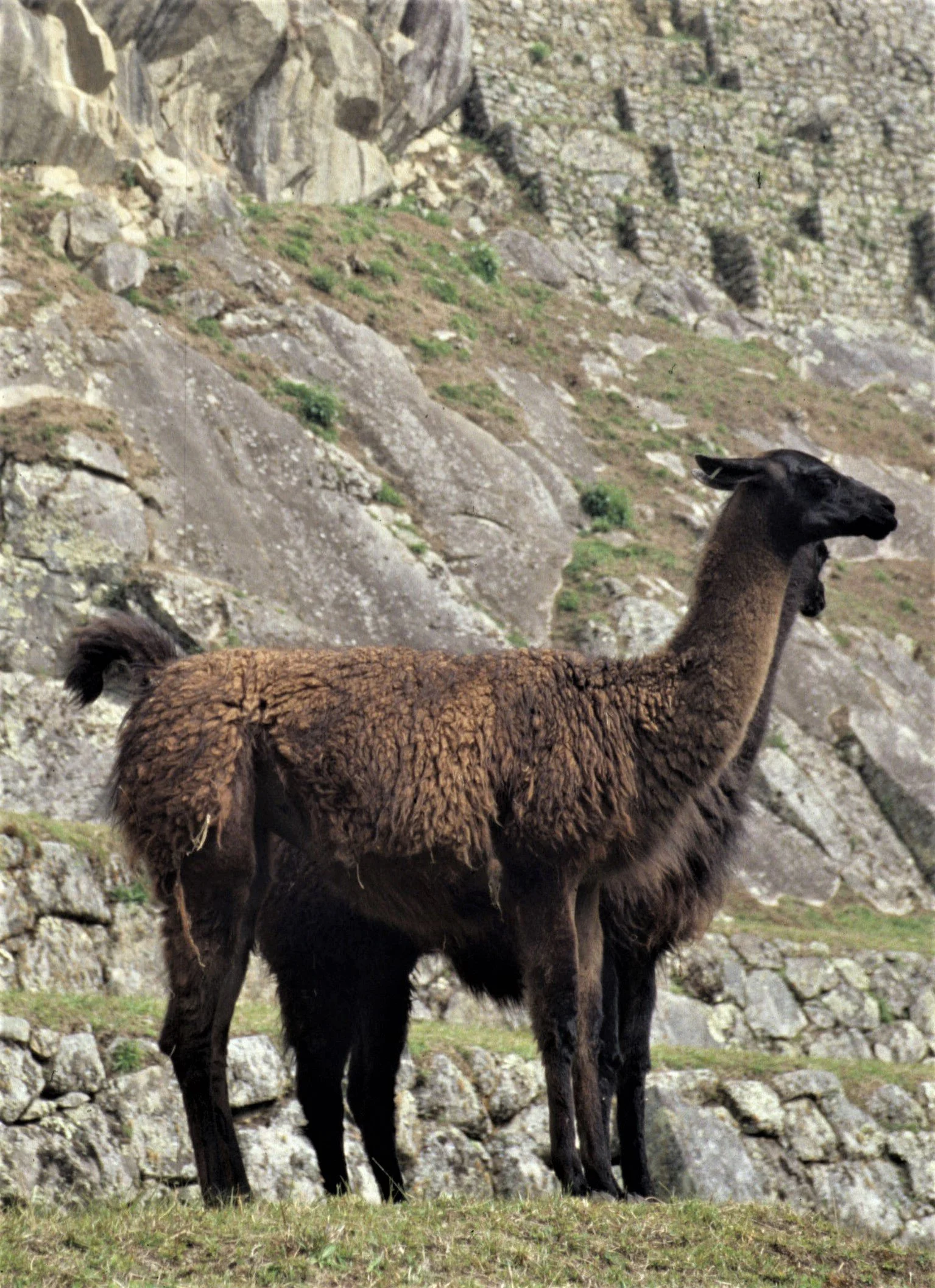 Lama glama - Llama — Coke Smith Wildlife