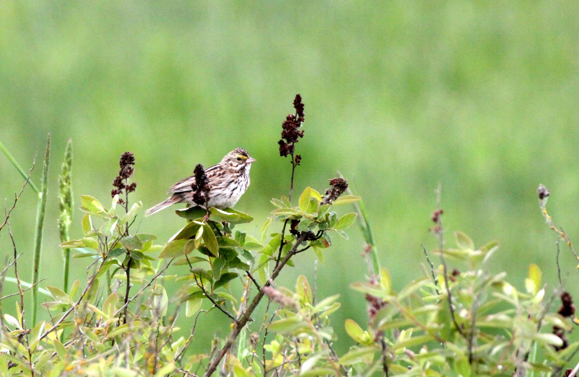 Savannah Sparrow (Passerculus sandwichensis) USA — Coke Smith Wildlife