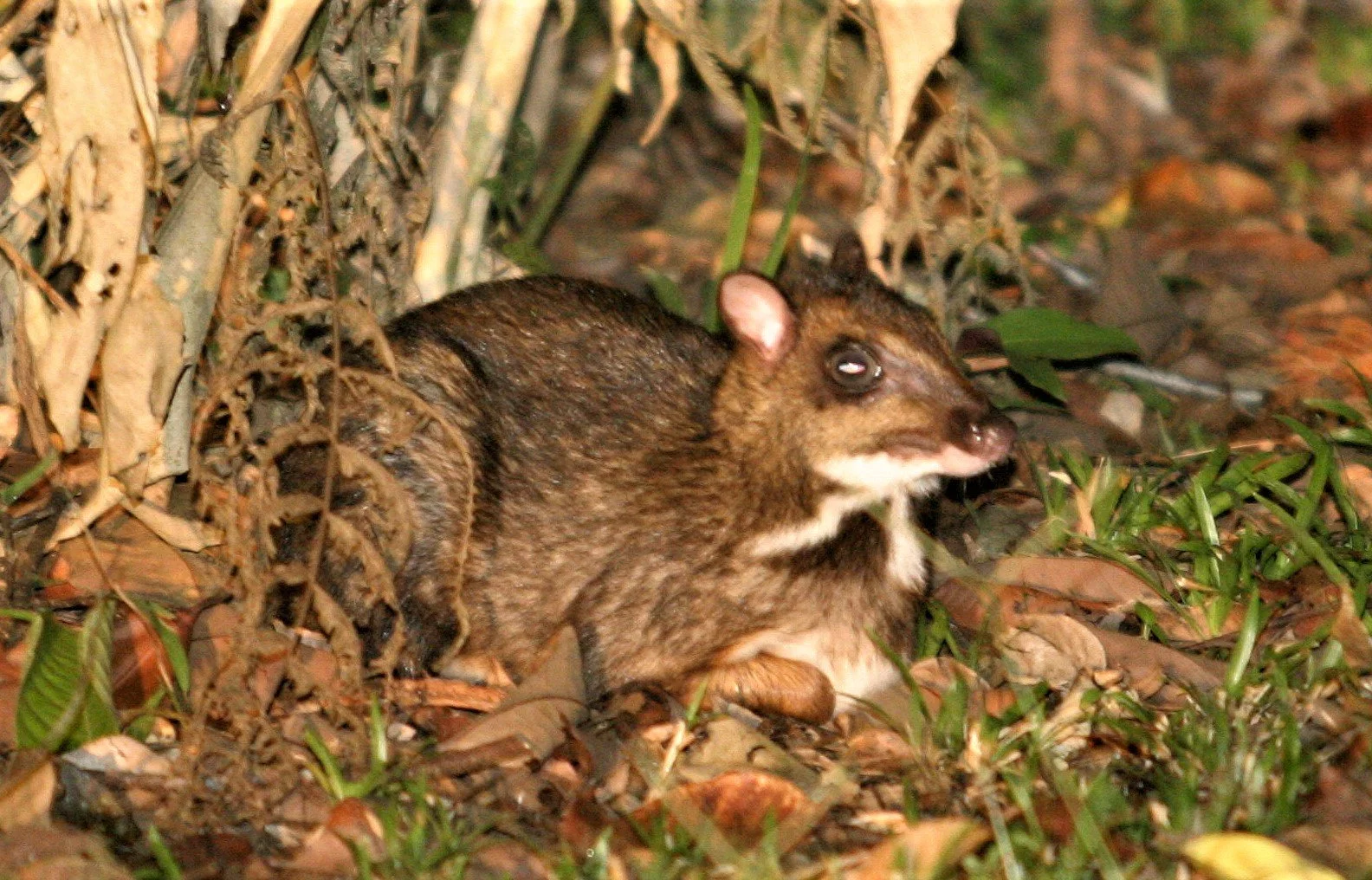 Tragulidae Genus Tragulus Mouse Deer — Coke Smith Wildlife
