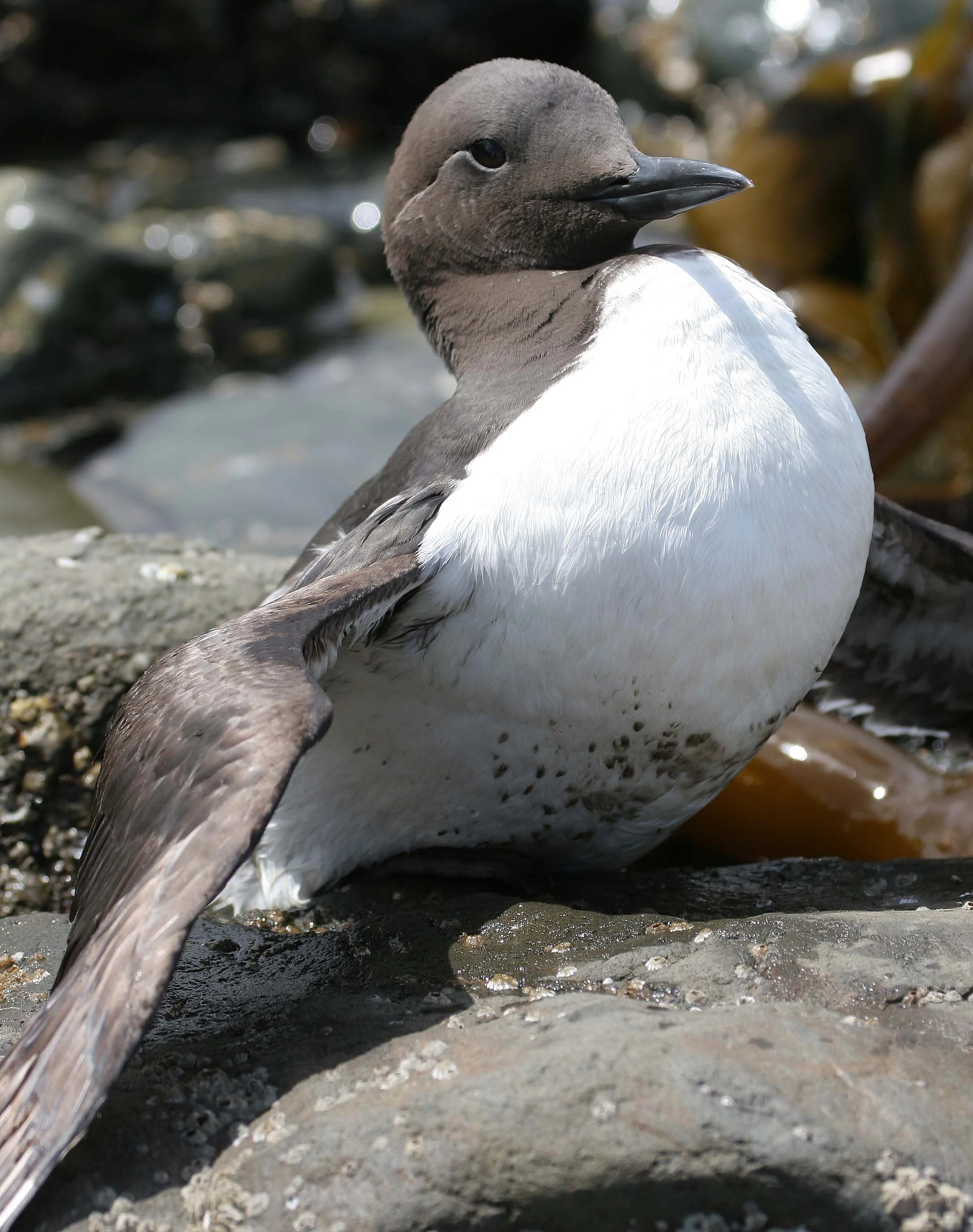 Common Murre (Uria aalge) — Coke Smith Wildlife