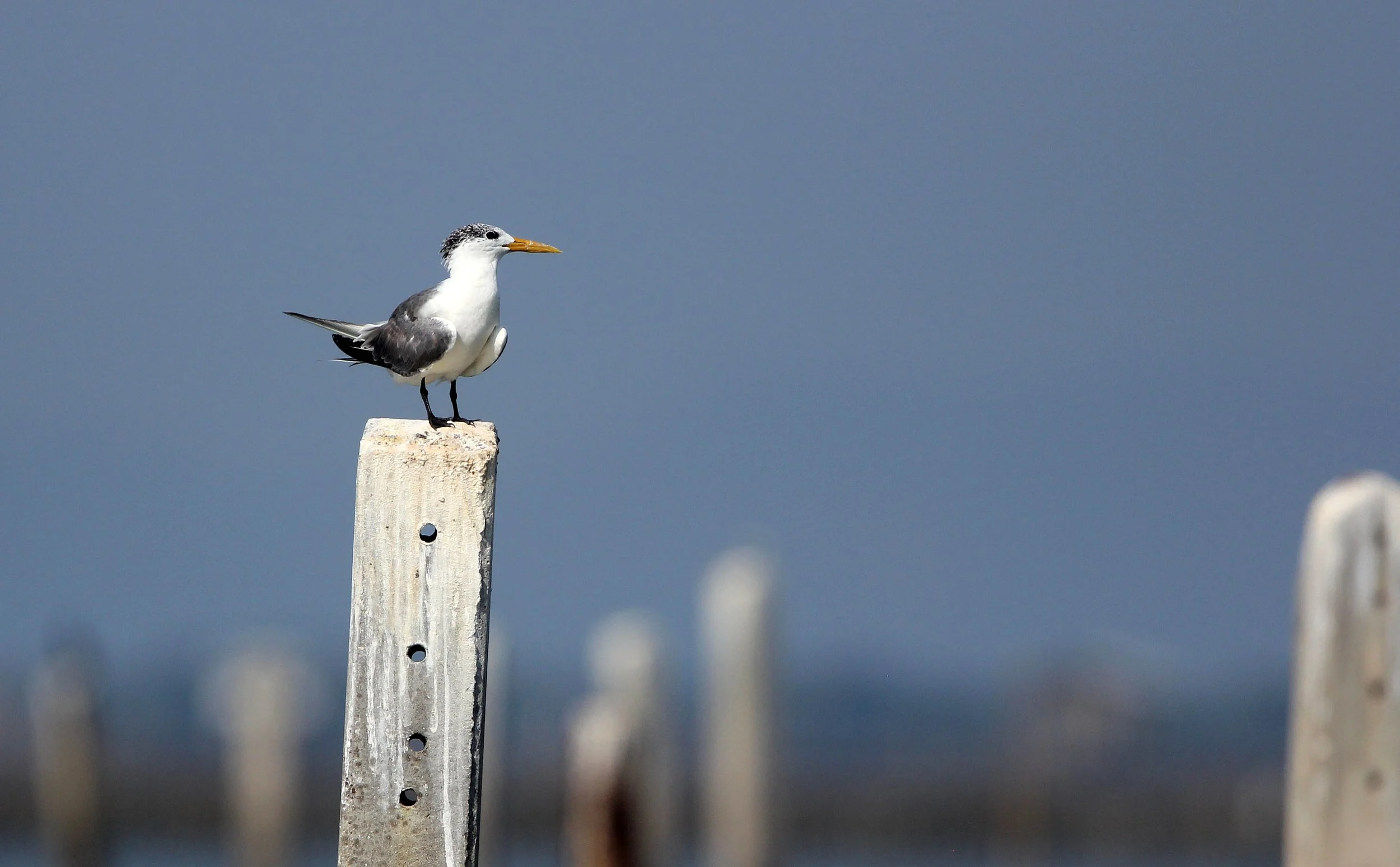 Greater Crested Tern (Thalasseus bergii) — Coke Smith Wildlife