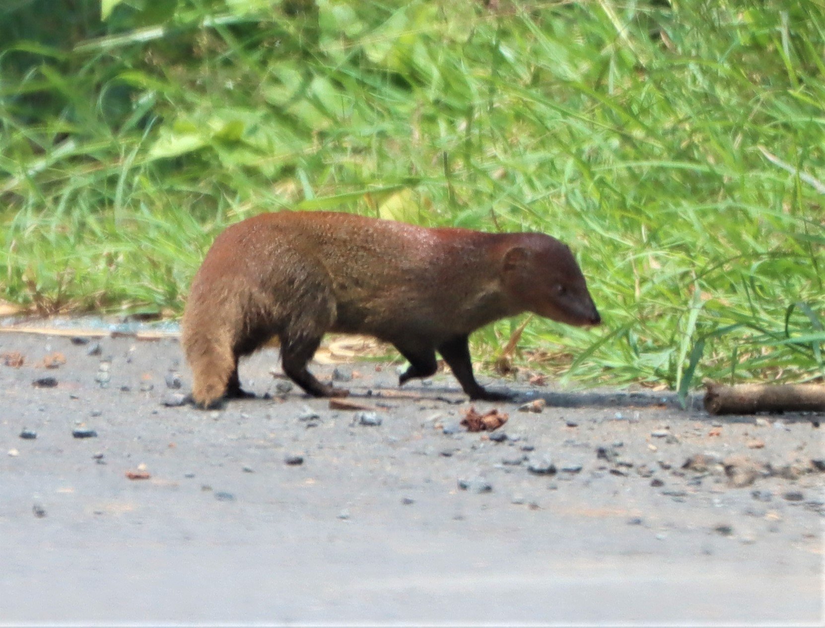 Herpestidae - Mongoose — Coke Smith Wildlife