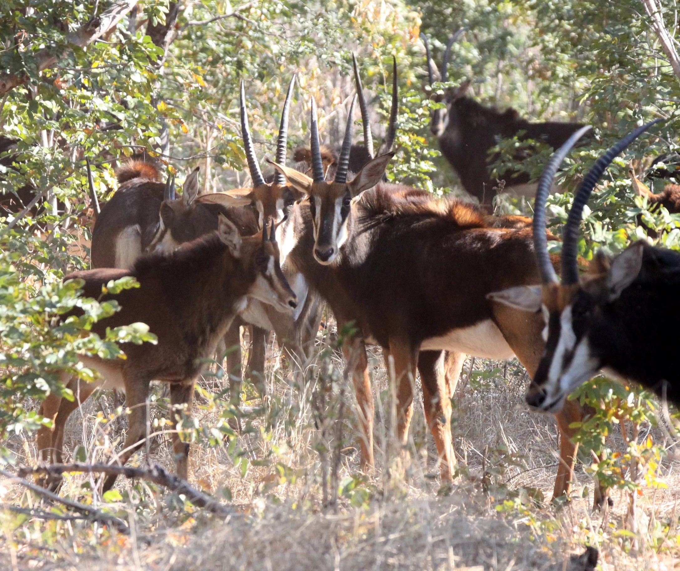 Genus Hippotragus Sable & Roan — Coke Smith Wildlife