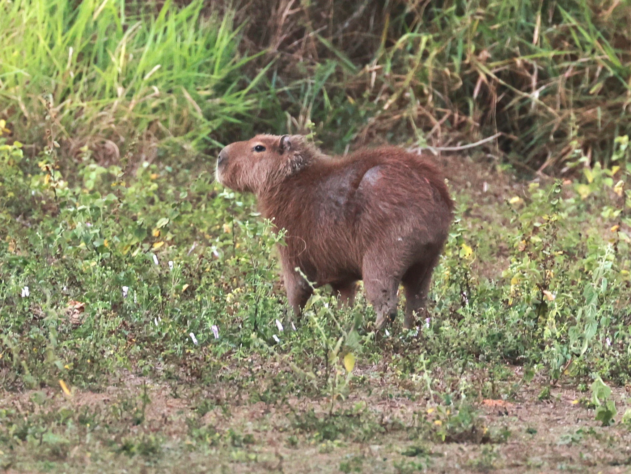 Capybara or Greater Capybara (Hydrochoerus hydrochaeris) — Coke Smith ...