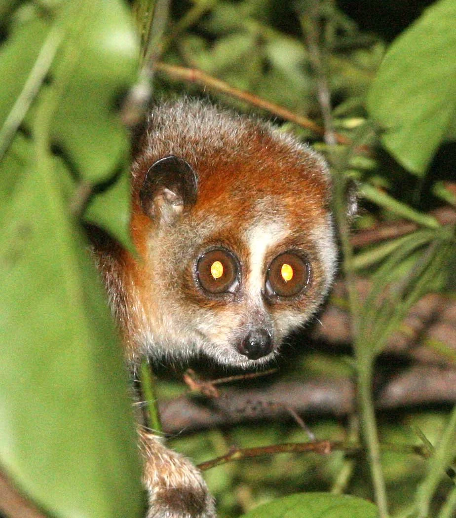 Xanthonycticebus pygmaeus Pygmy Slow Loris — Coke Smith Wildlife