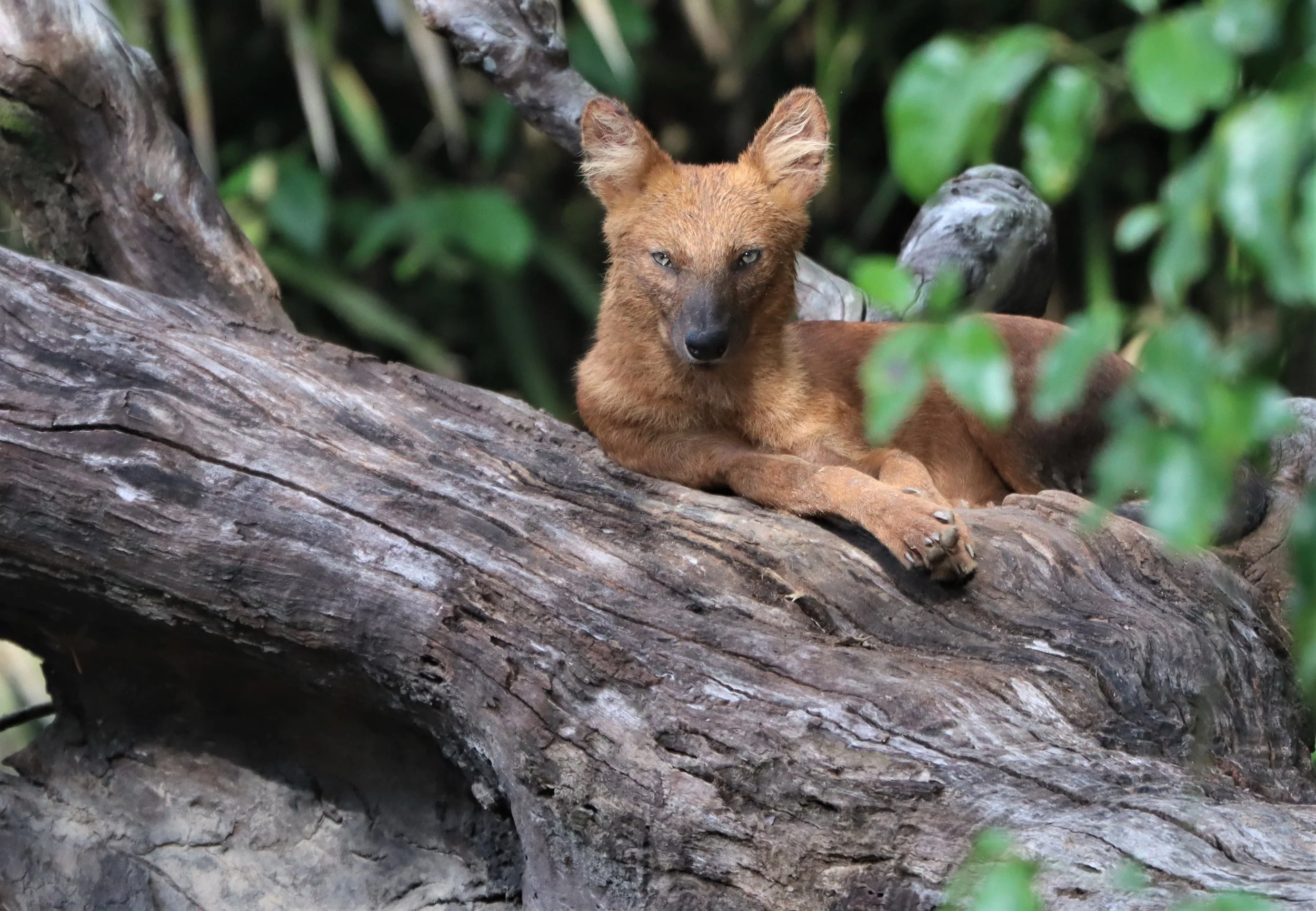 Family Canidae the Dogs — Coke Smith Wildlife