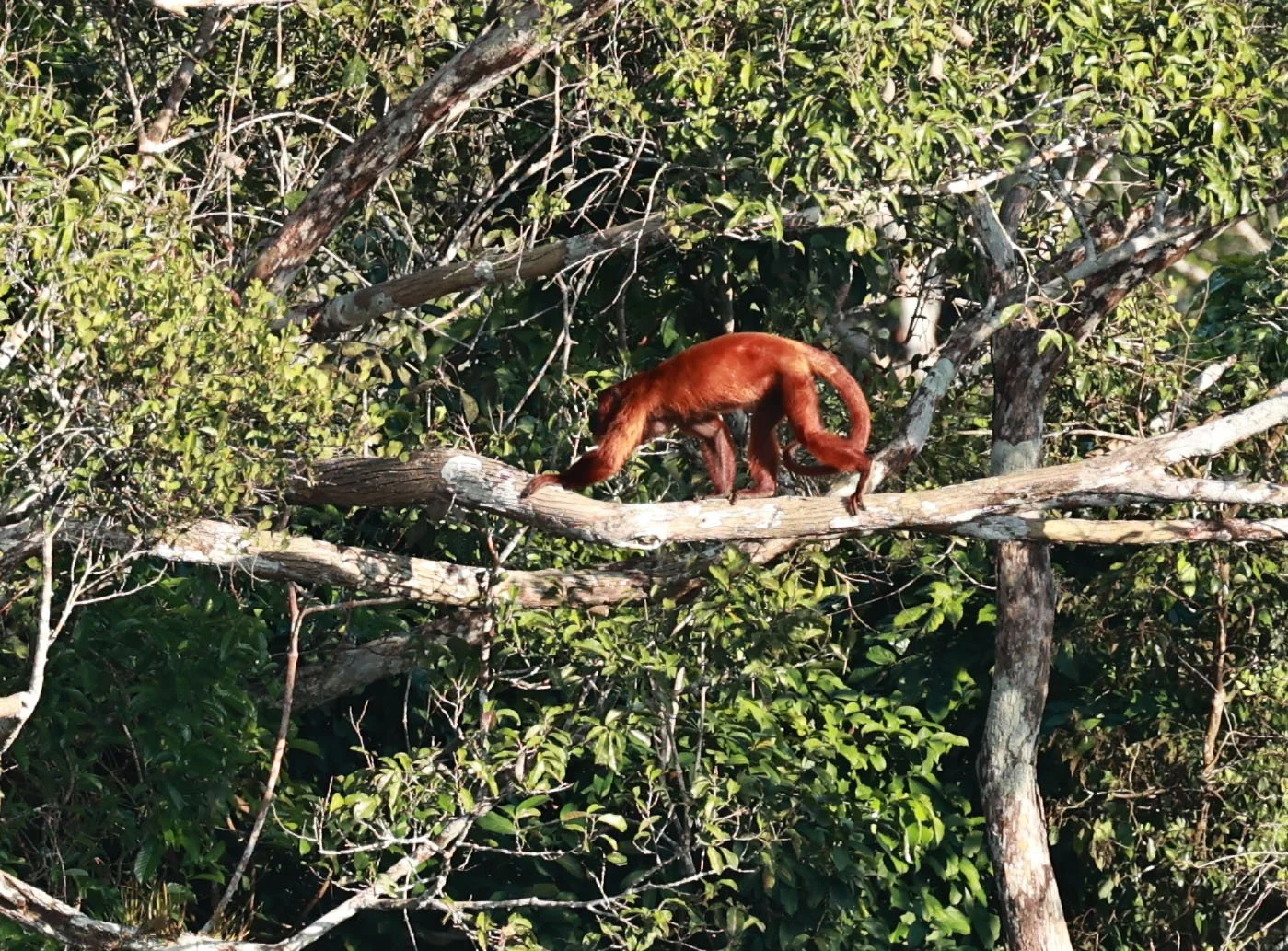 Guyanan Red Howler (Alouatta macconnelli) — Coke Smith Wildlife