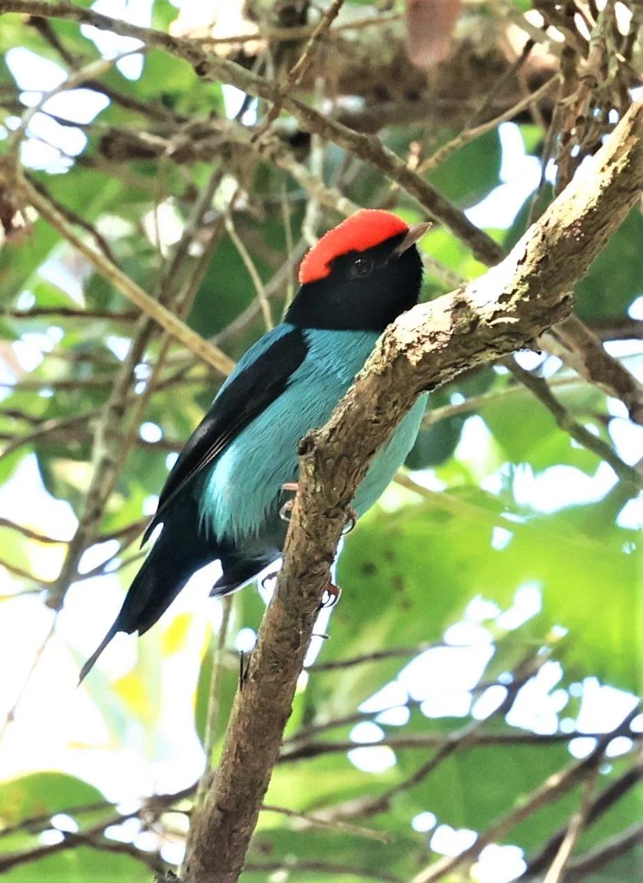 Birds of Caracas Seminary and Biological Reserve, Minas Gerais Brazil ...