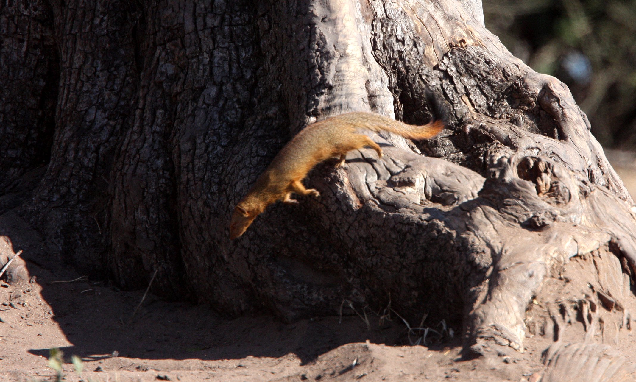 Herpestes sanguinea - Slender Mongoose — Coke Smith Wildlife