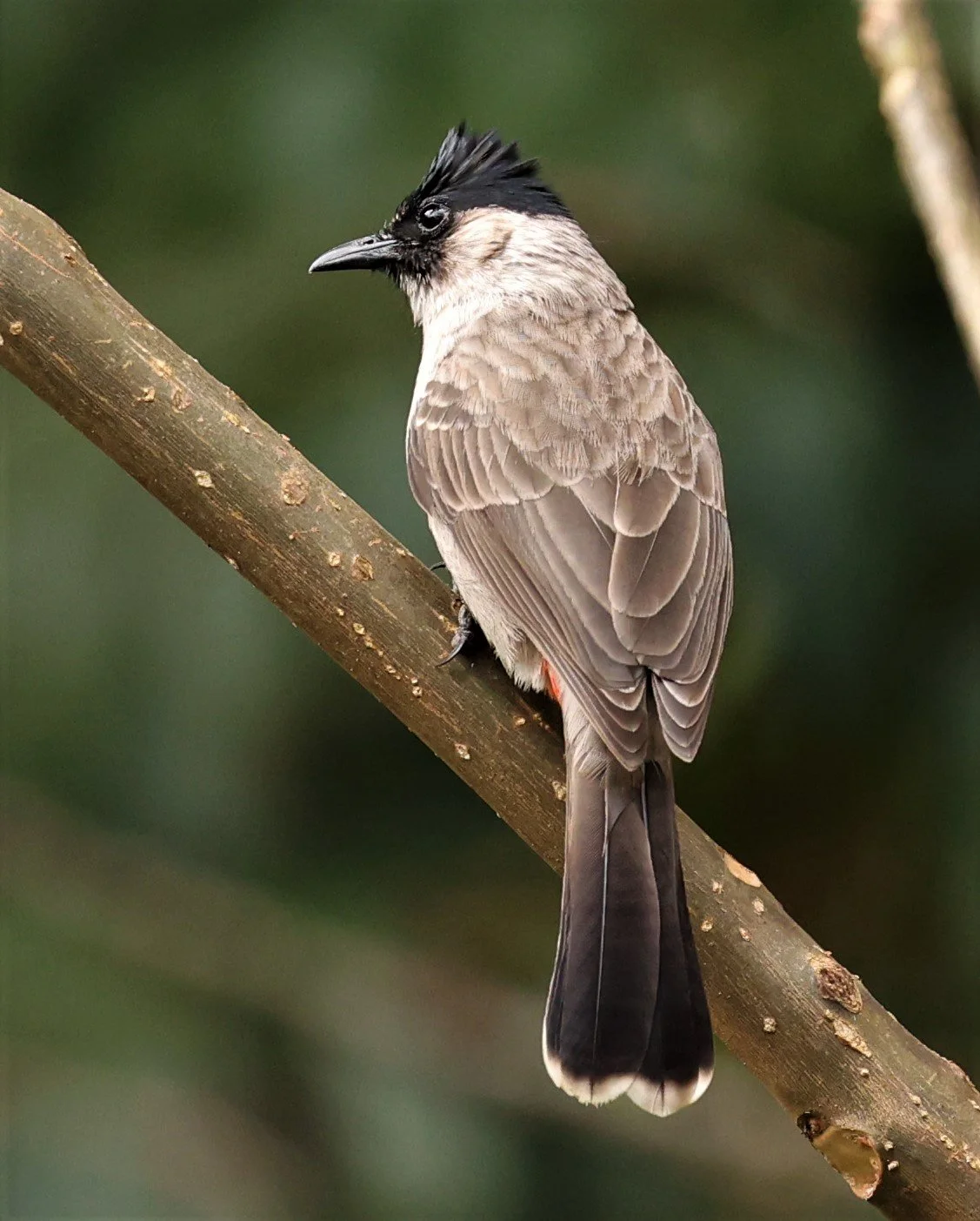 Sooty-headed Bulbul (Pycnonotus aurigaster) Thailand — Coke Smith Wildlife
