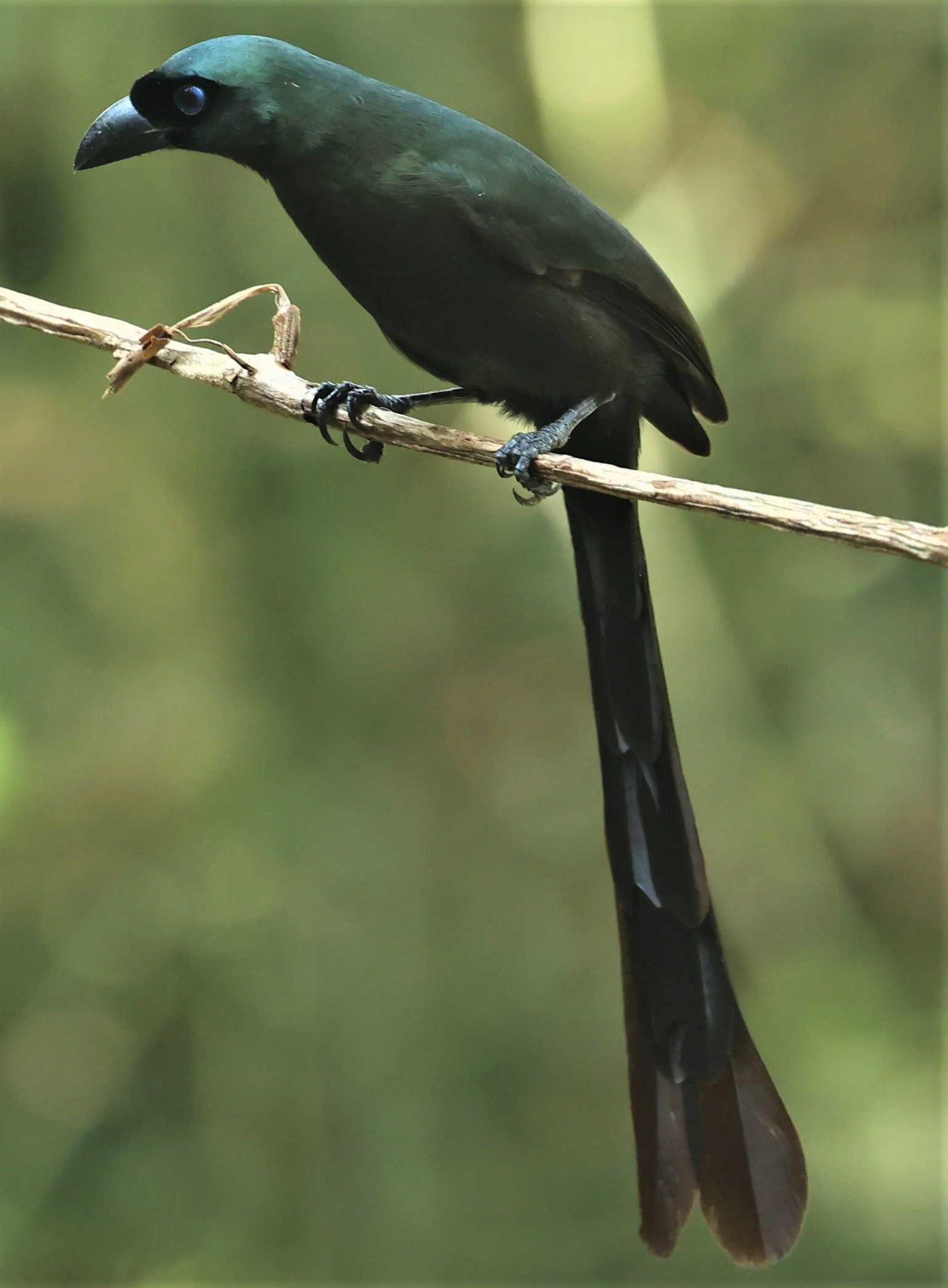 Racket-tailed Treepie (Crypsirina temia) Thailand — Coke Smith Wildlife
