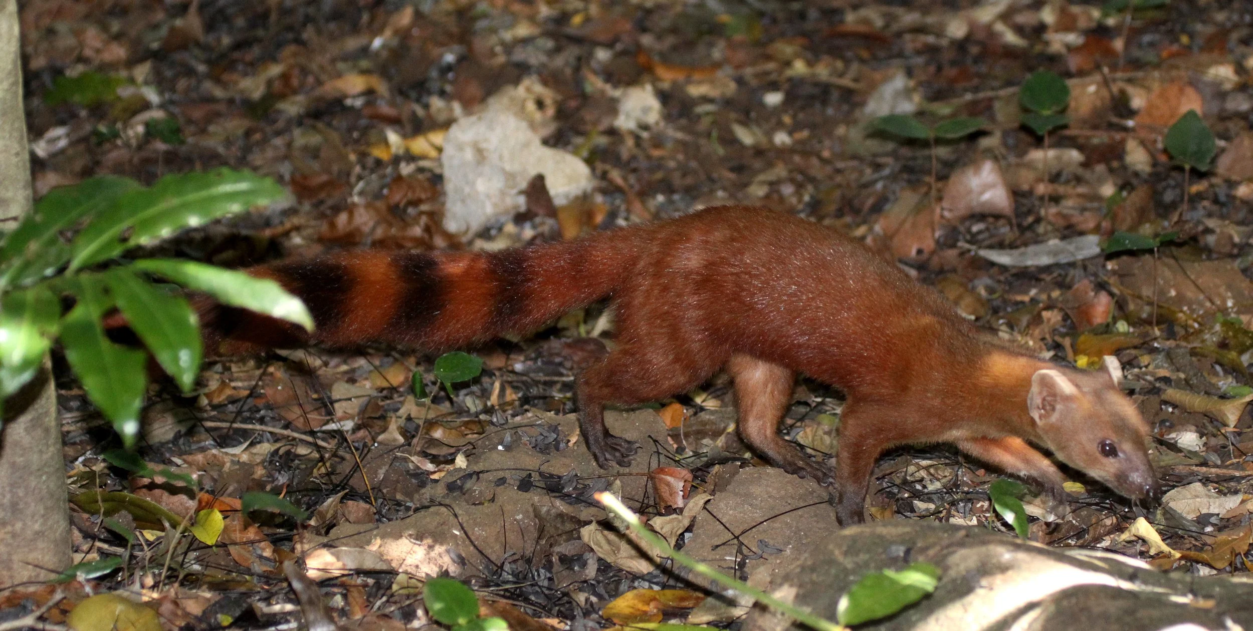 Galidia elegans - EUPLERIDAE - (NORTHERN) RING-TAILED VONTSIRA ...