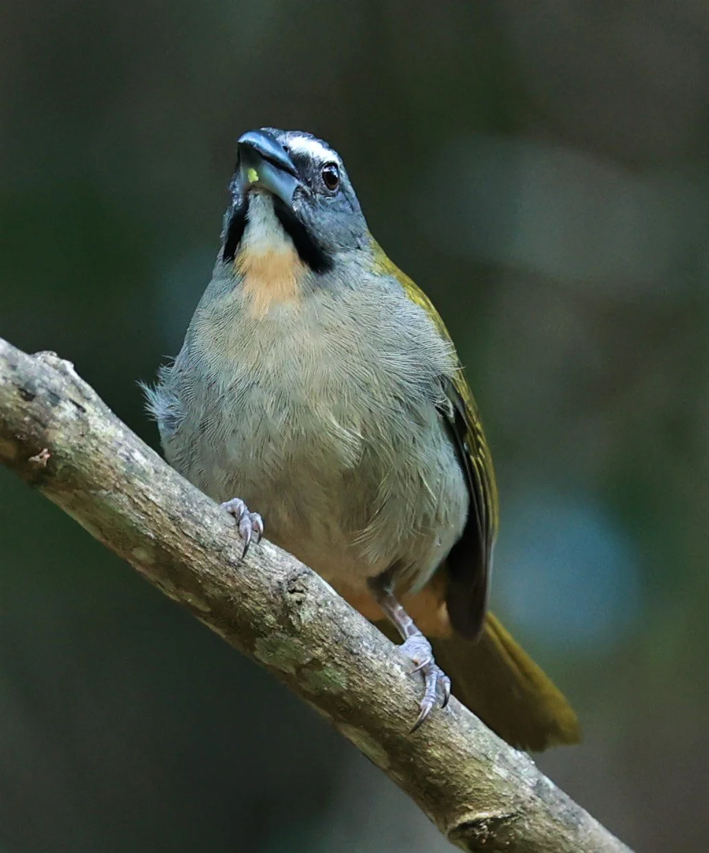 Genus Saltator & Saltatricula Saltators — Coke Smith Wildlife