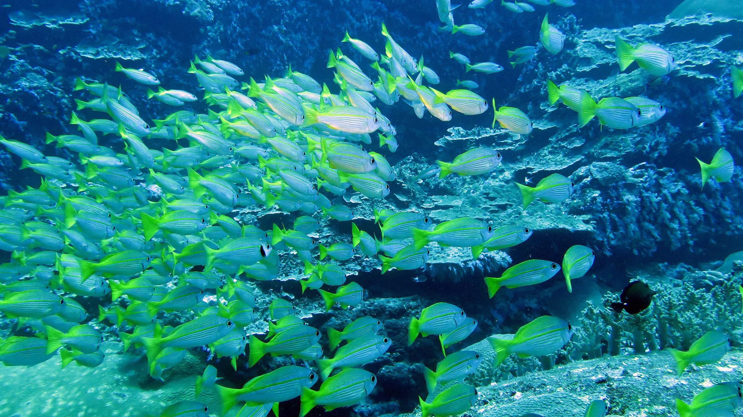 Family Caesionidae - Fusiliers — Coke Smith Wildlife