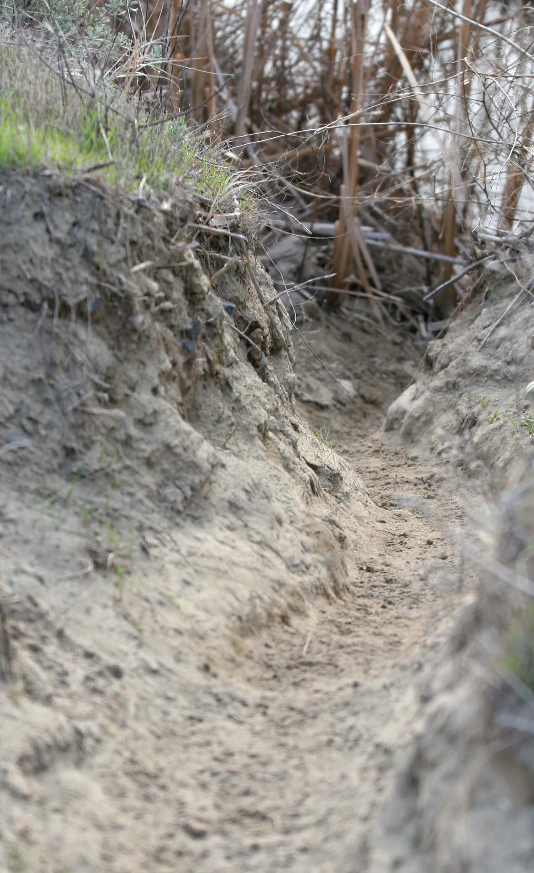 Genus Castor Beavers — Coke Smith Wildlife