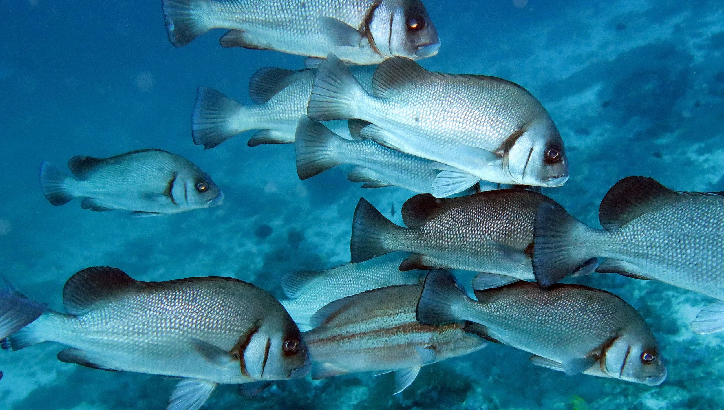 Family Haemulidae - Sweetlips — Coke Smith Wildlife
