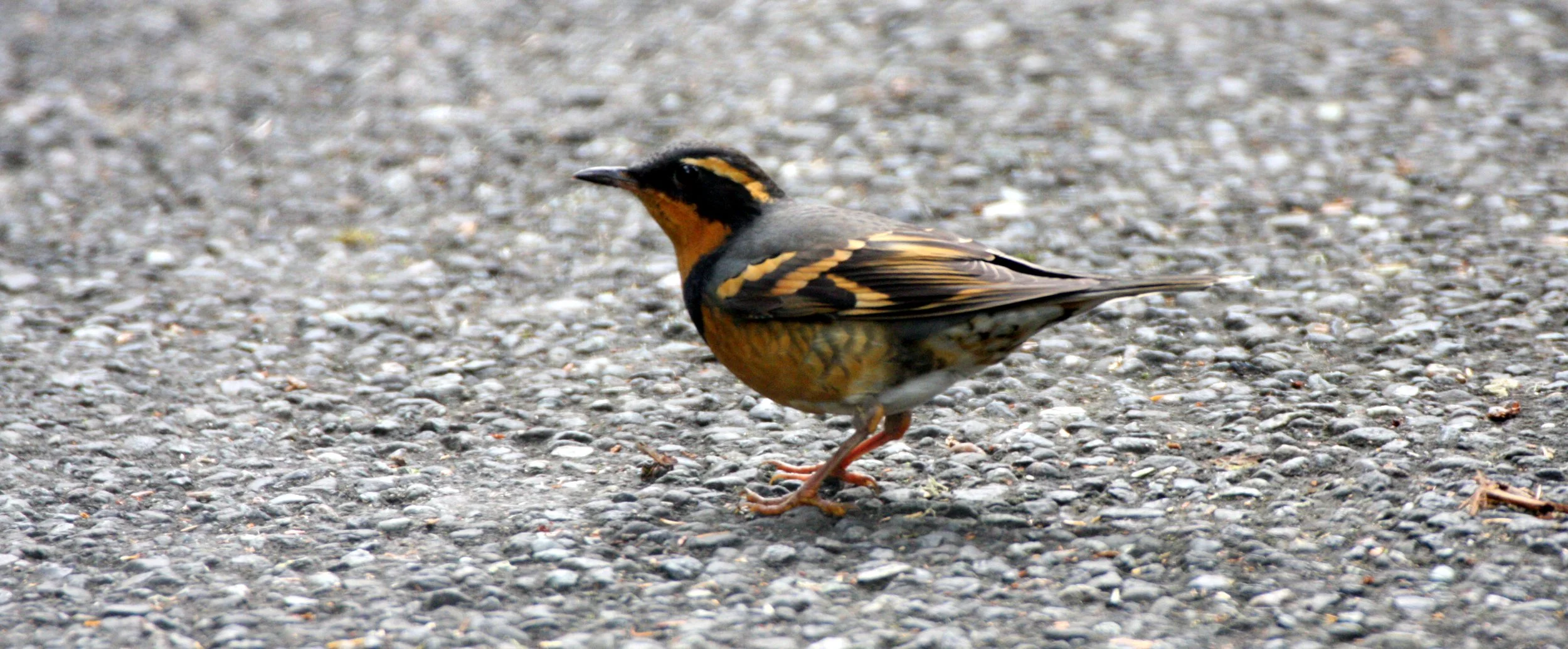 Varied Thrush (Ixoreus naevius) Pillar Point Strait of Juan de Fuca ...