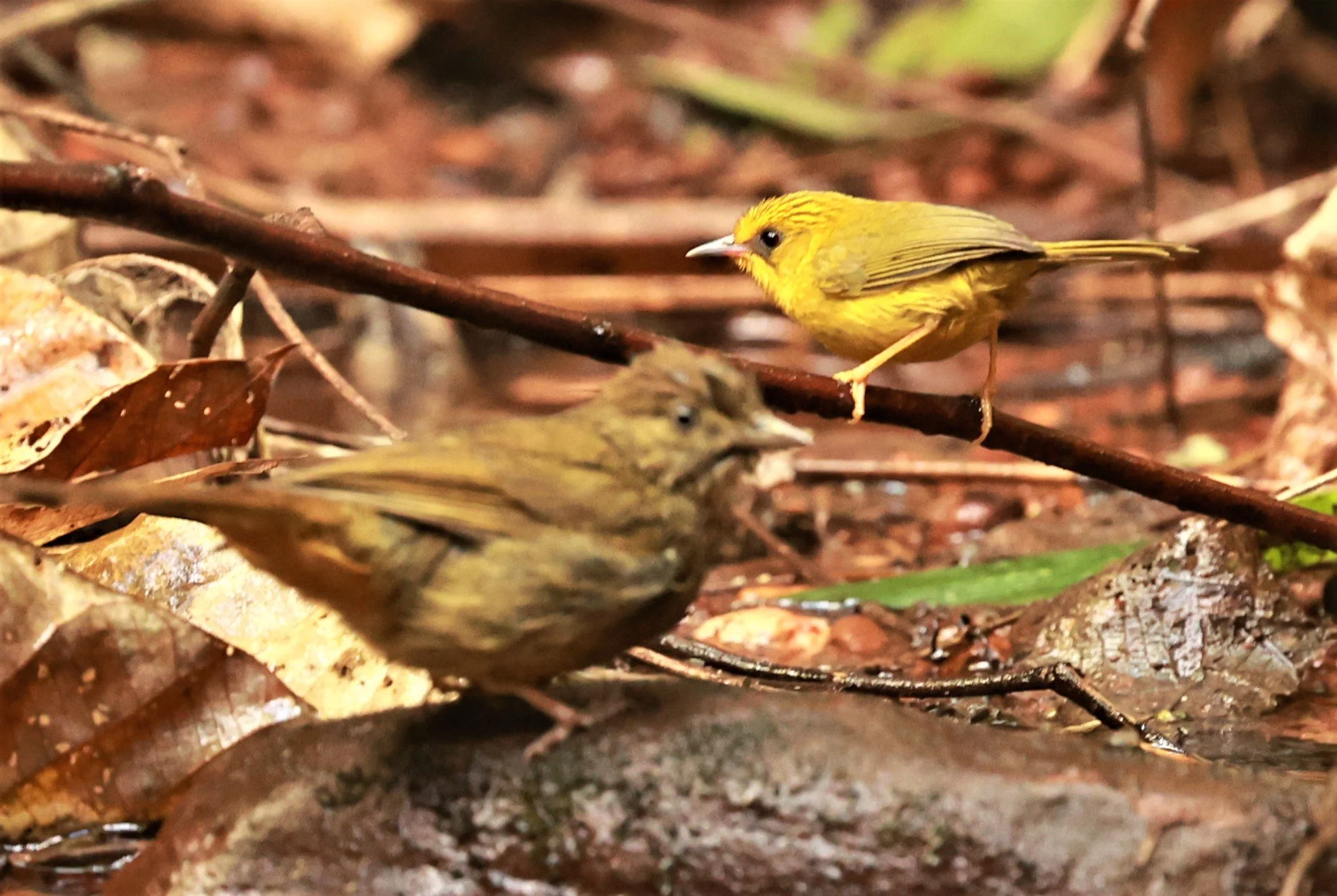Golden Babbler (Cyanoderma chrysaeum) Thailand — Coke Smith Wildlife