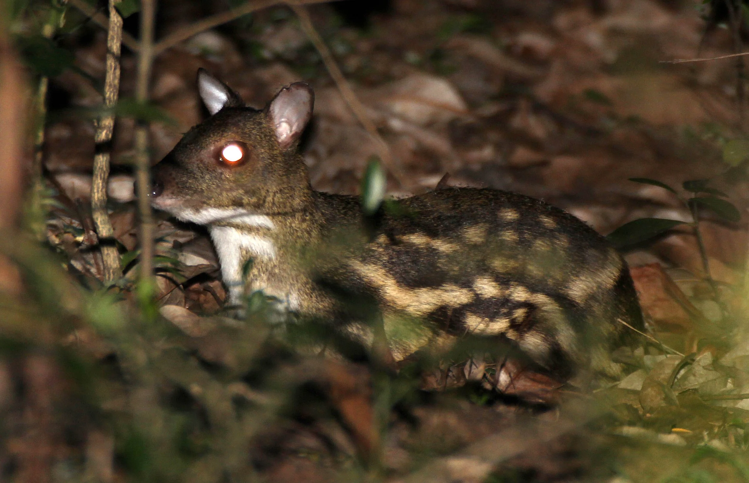 Tragulidae Genus Moschiola Spotted Chevrotain — Coke Smith Wildlife