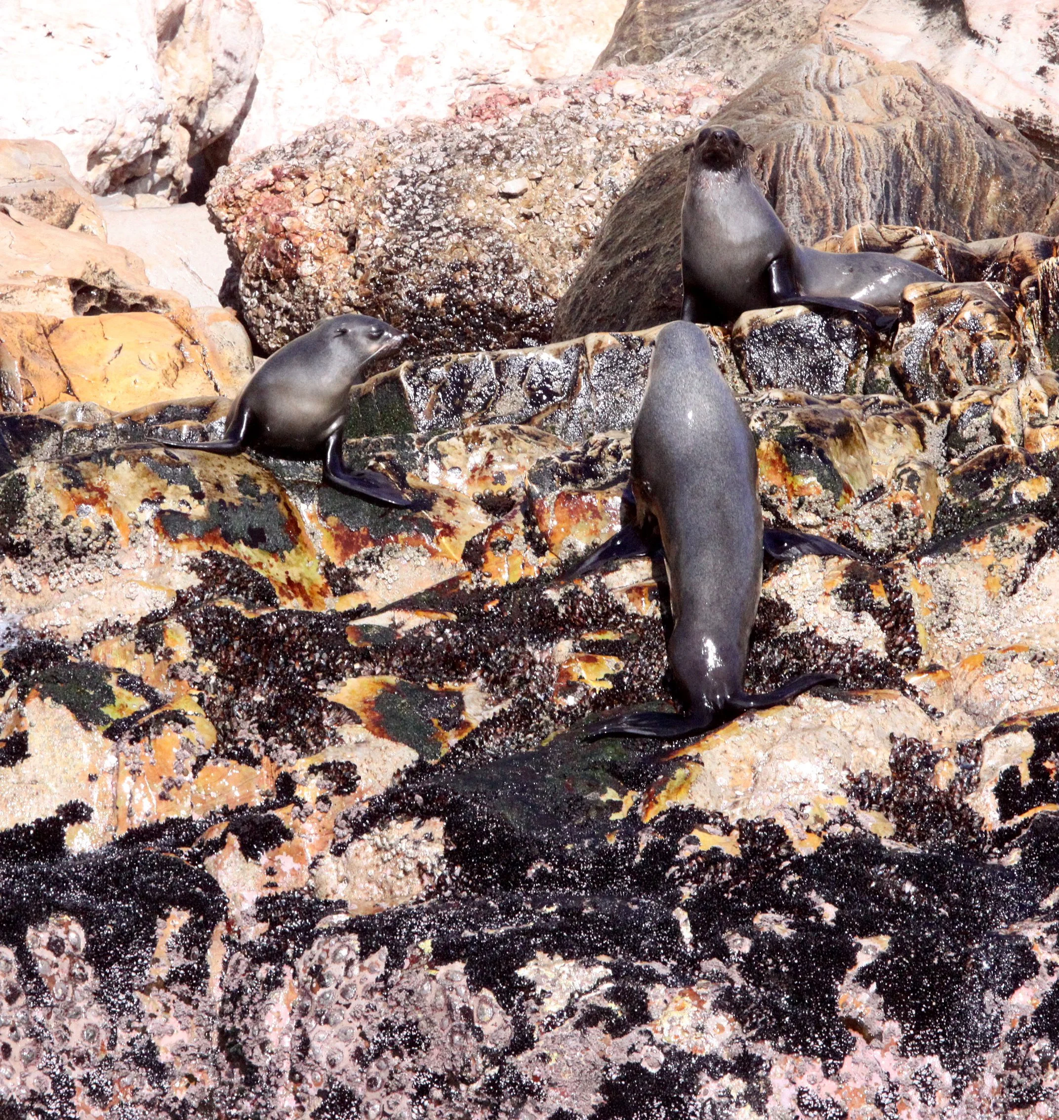 Genus Arctocephalus Fur Seals — Coke Smith Wildlife