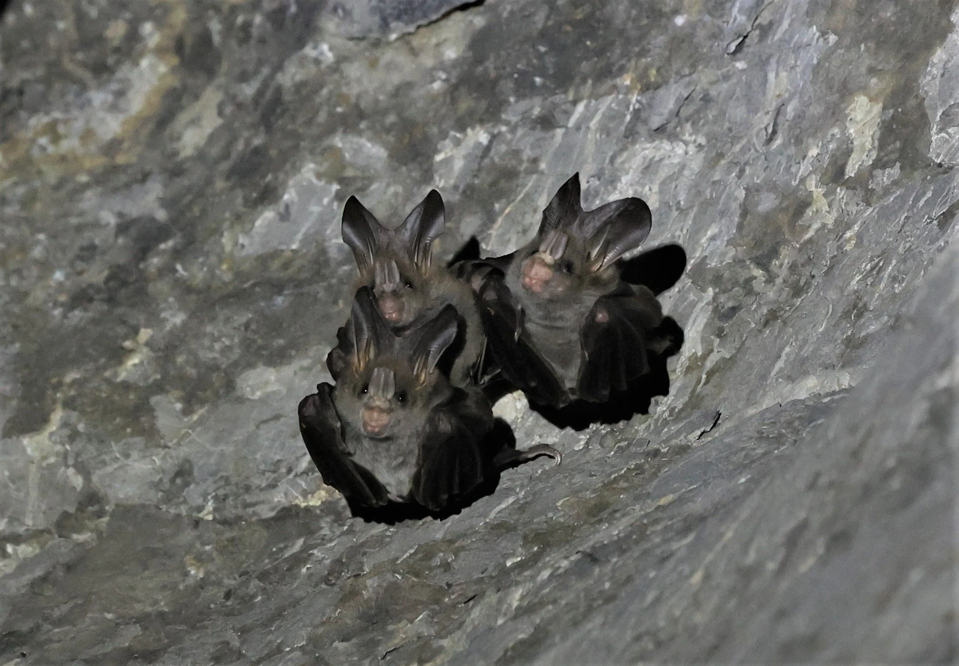 Genus Megaderma - False Vampire Bat — Coke Smith Wildlife