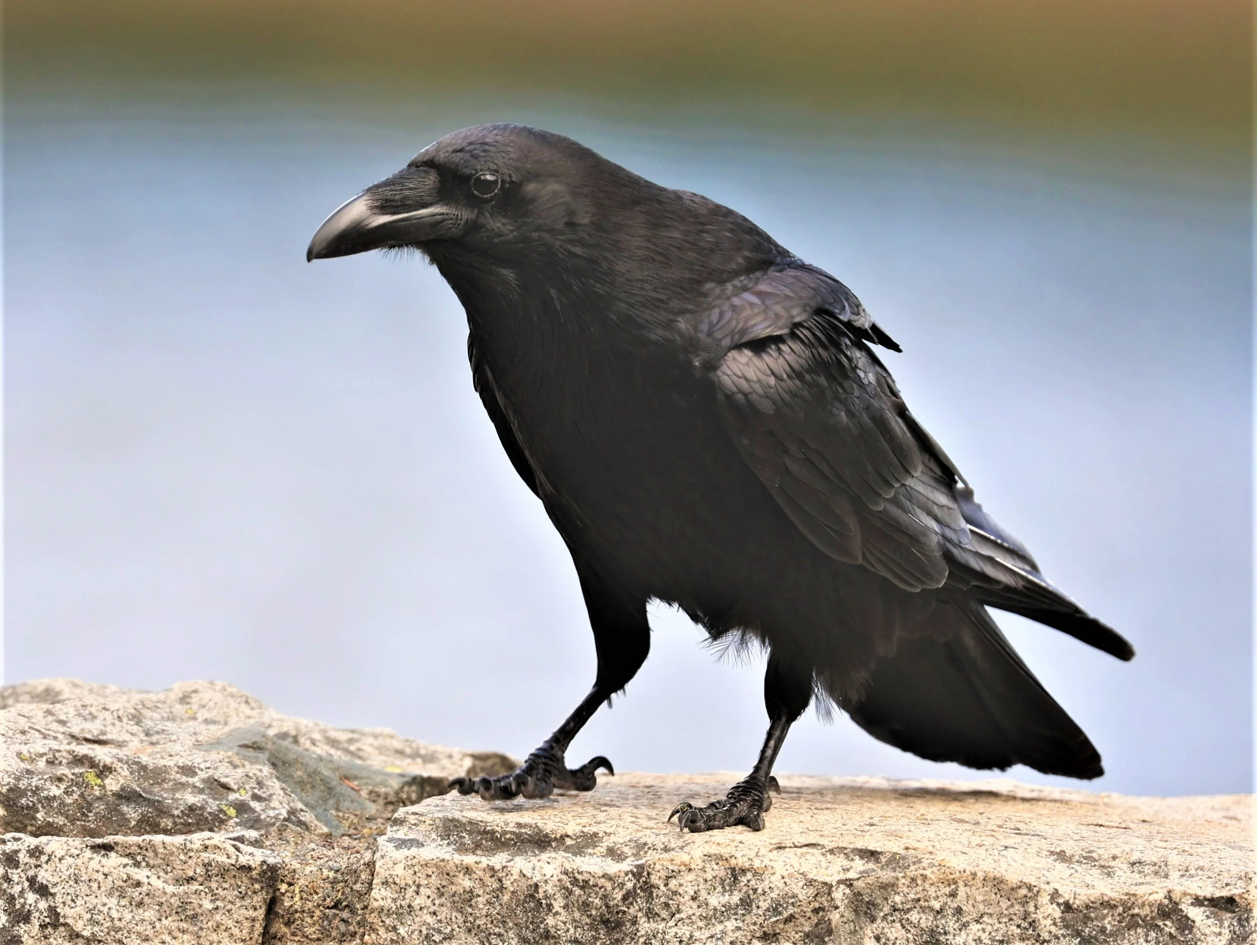 Genus Corvus Raven Species — Coke Smith Wildlife