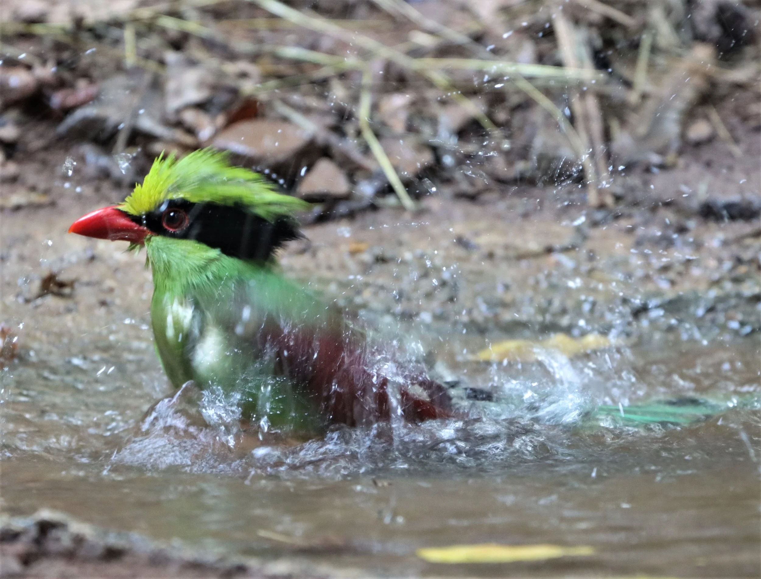 Common Green Magpie (Cissa chinensis) Thailand — Coke Smith Wildlife