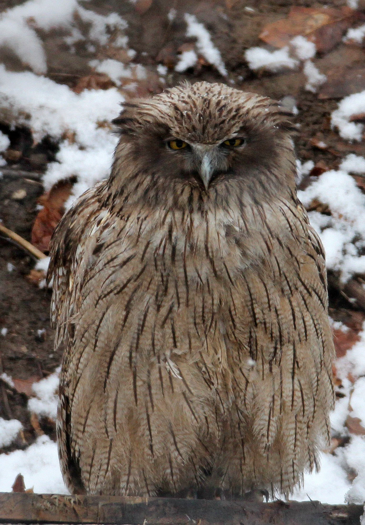 Blakiston's Fish Owl (Bubo blakistoni) — Coke Smith Wildlife