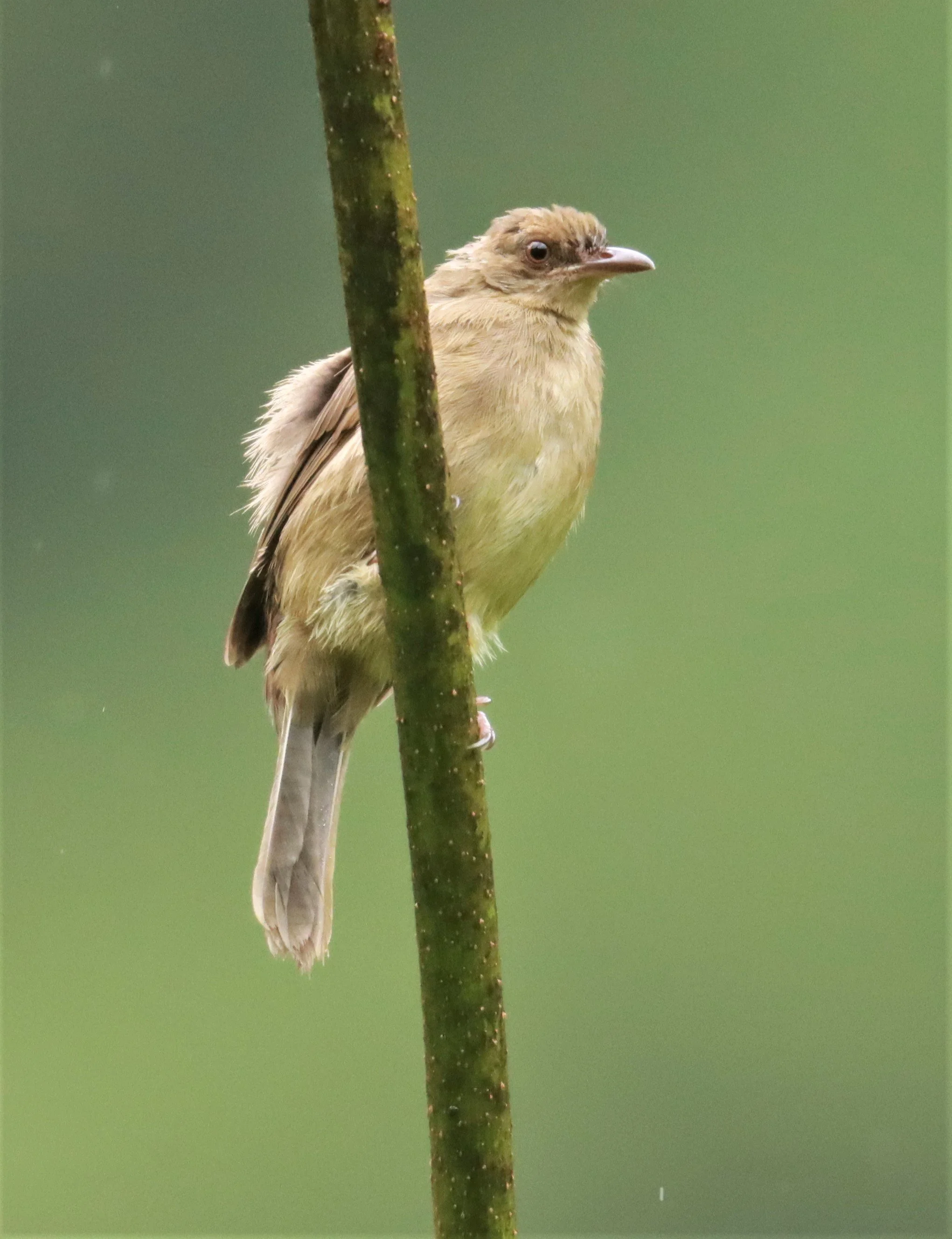 Red-eyed Bulbul (Pycnonotus brunneus) Southern Thailand — Coke Smith ...
