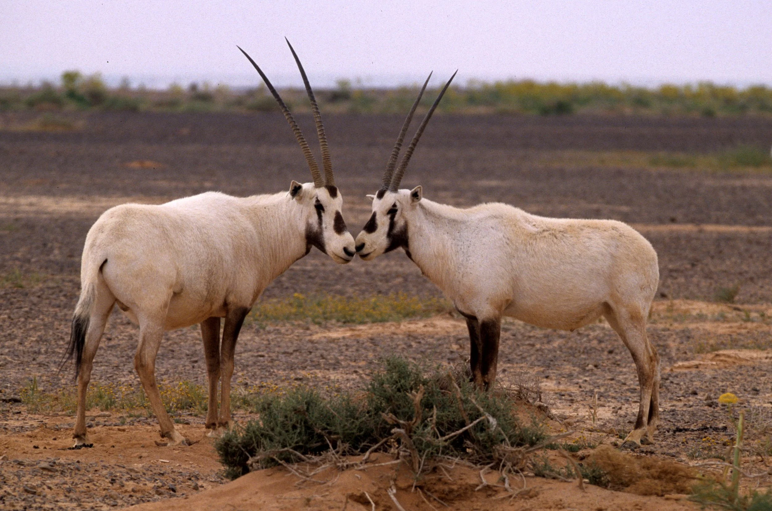 Genus Oryx the Oryx — Coke Smith Wildlife