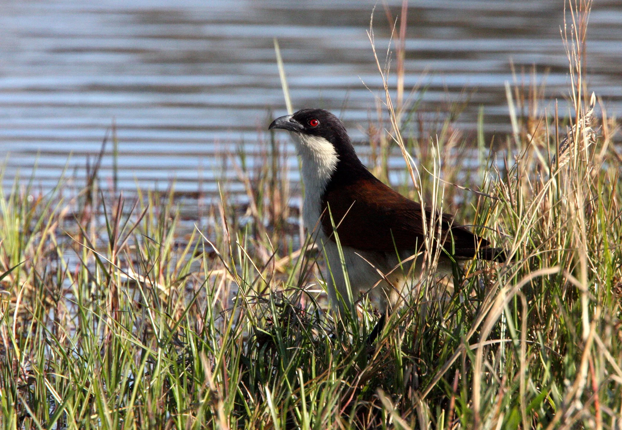 Genus Centropus Coucals — Coke Smith Wildlife